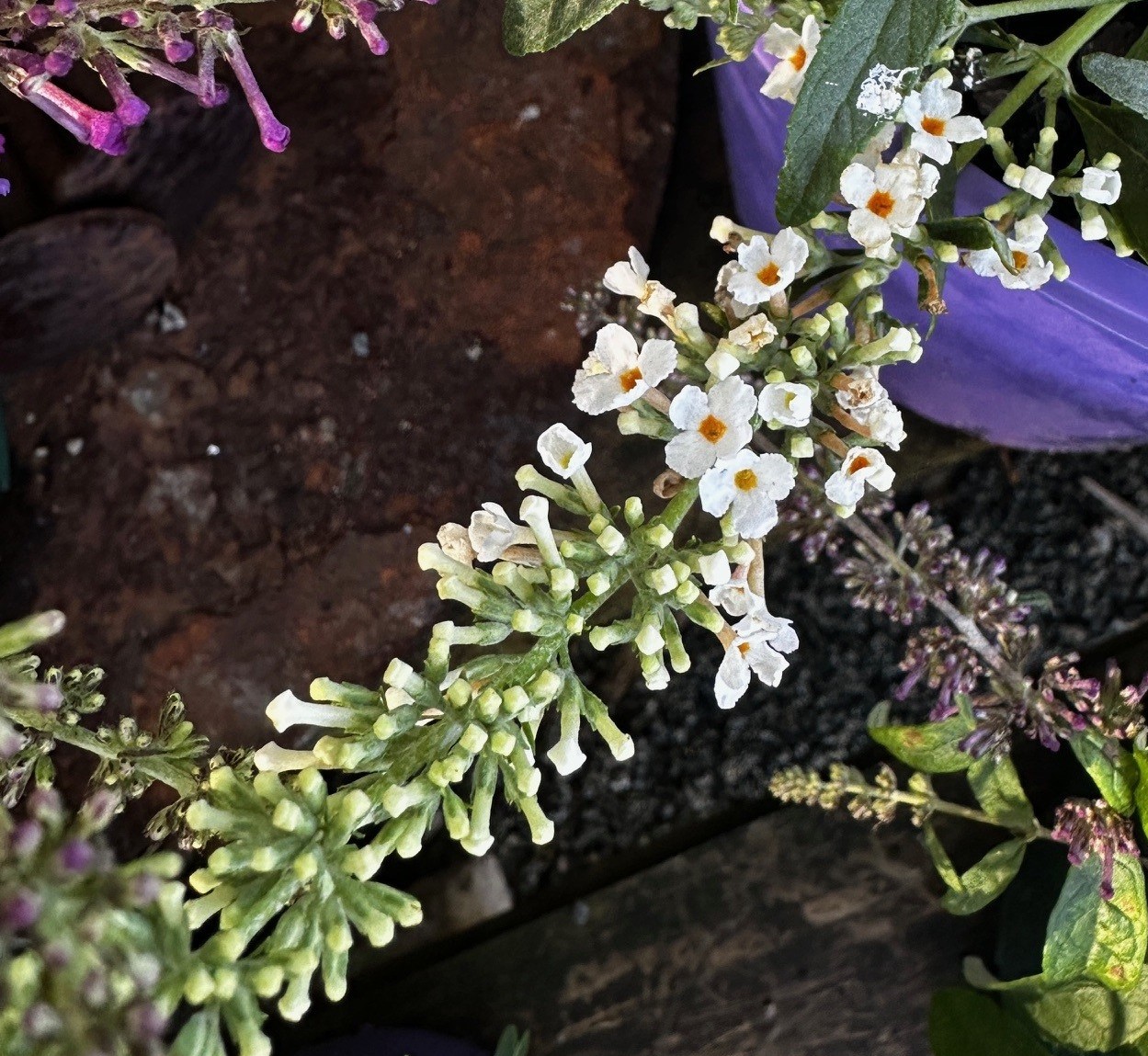 Buddleja - Leah White - Guildford Garden Centre