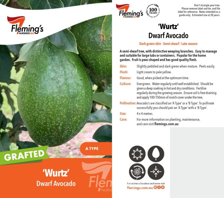 Avocado - Wurtz Semi Dwarf - Grafted (A) - Guildford Garden Centre