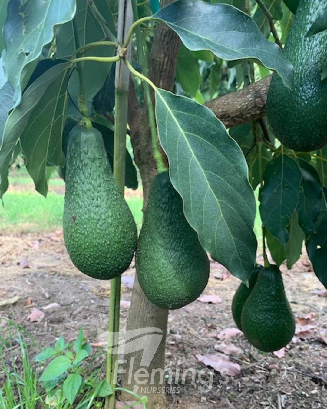 Avocado - Pinkerton Semi Dwarf Grafted (A) - Guildford Garden Centre