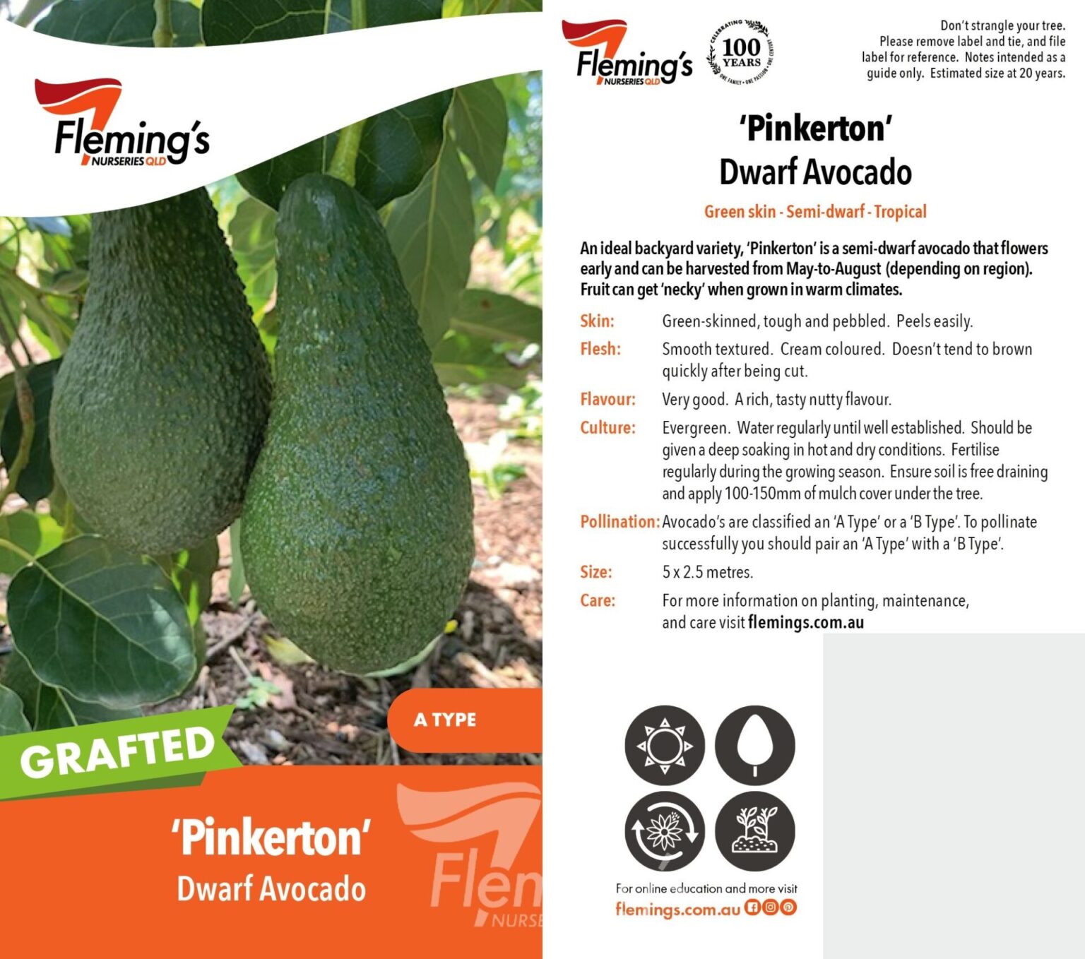 Avocado - Pinkerton Semi Dwarf Grafted (A) - Guildford Garden Centre