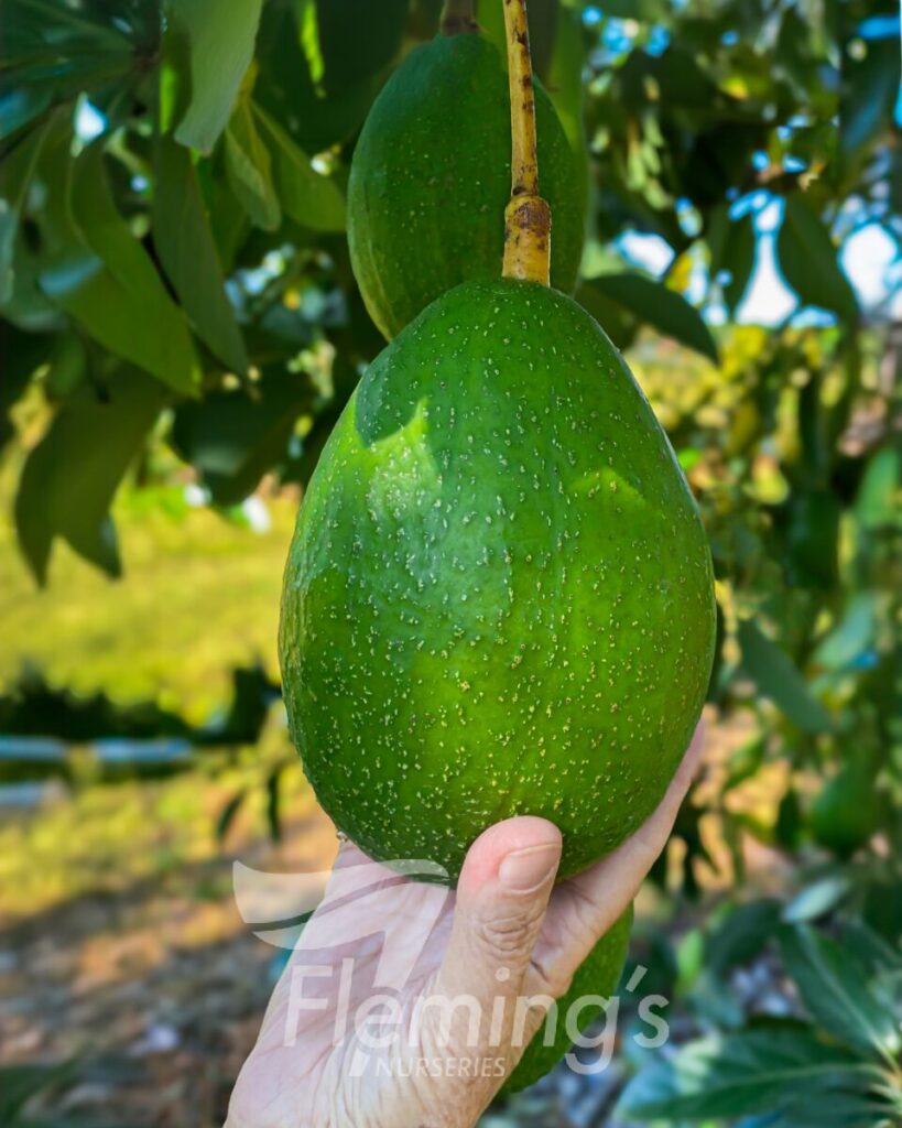 Avocado - Jala Grafted (B) - Guildford Garden Centre