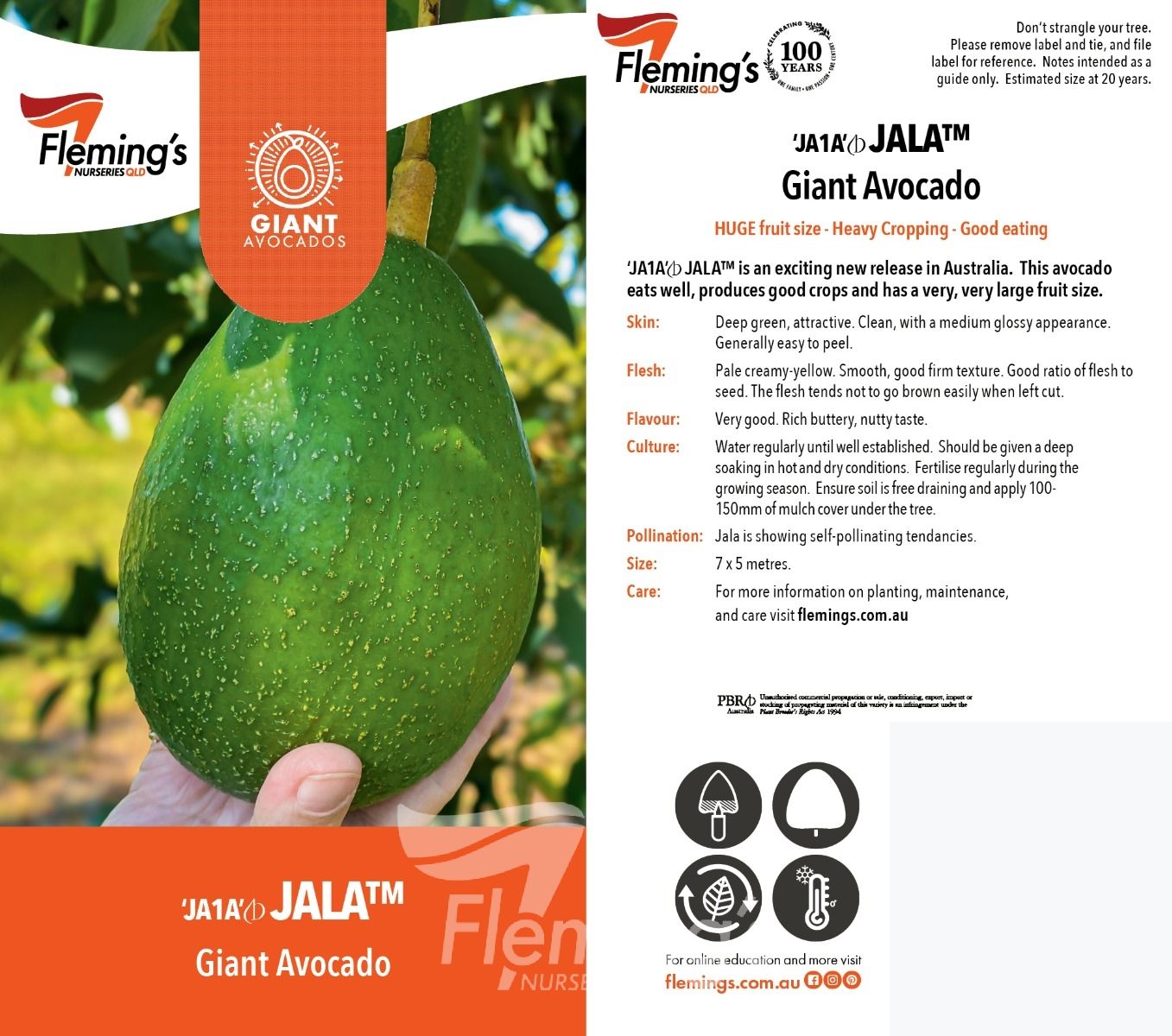 Avocado - Jala Grafted (B) - Guildford Garden Centre