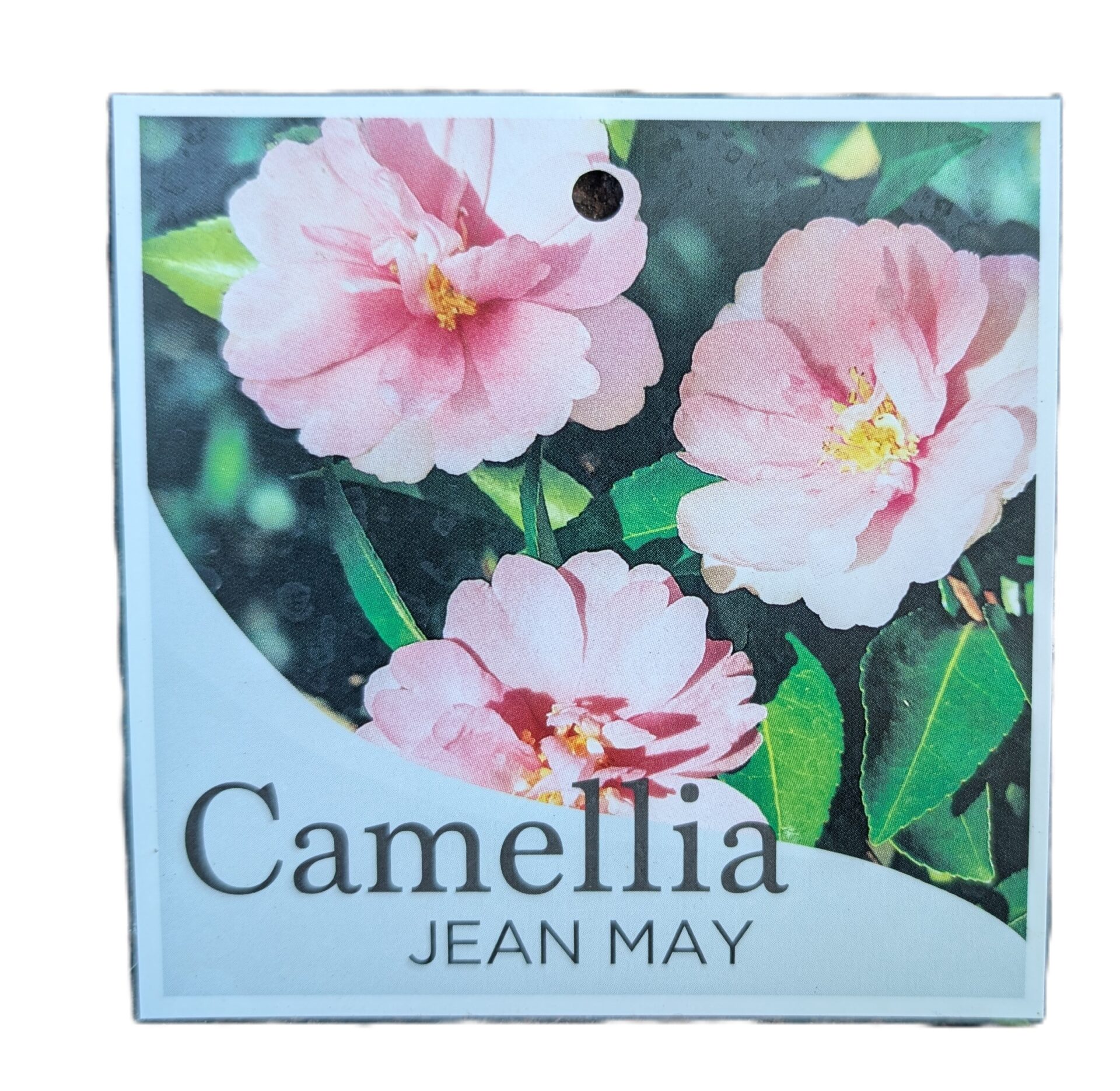 Camellia - Jean May - Guildford Garden Centre