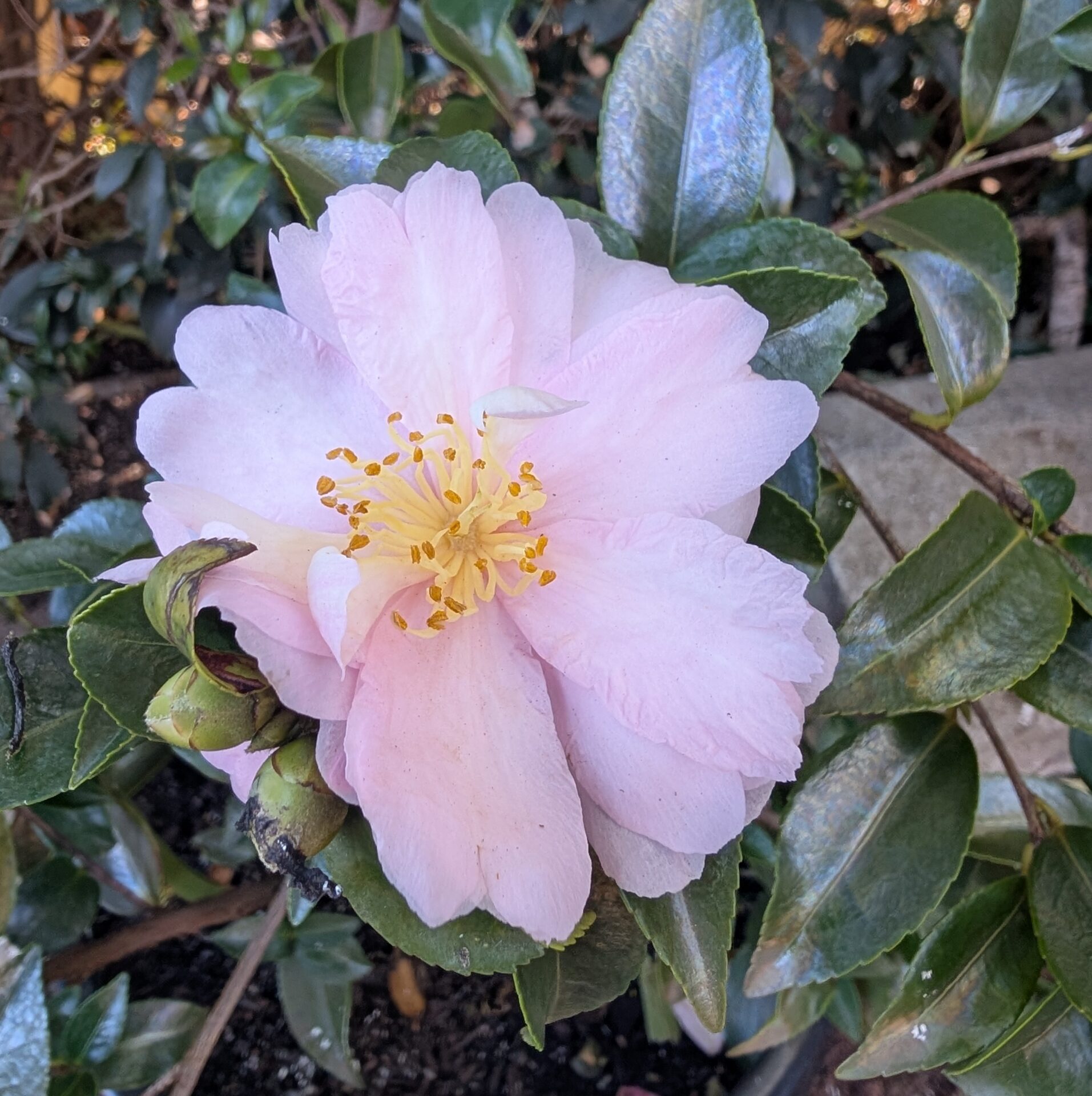 Camellia - Jean May - Guildford Garden Centre
