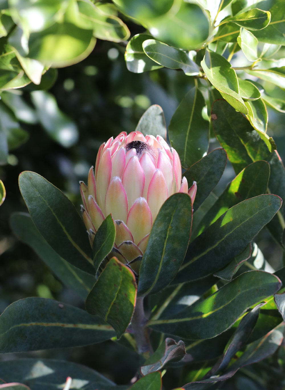 Protea - Susara - Guildford Garden Centre