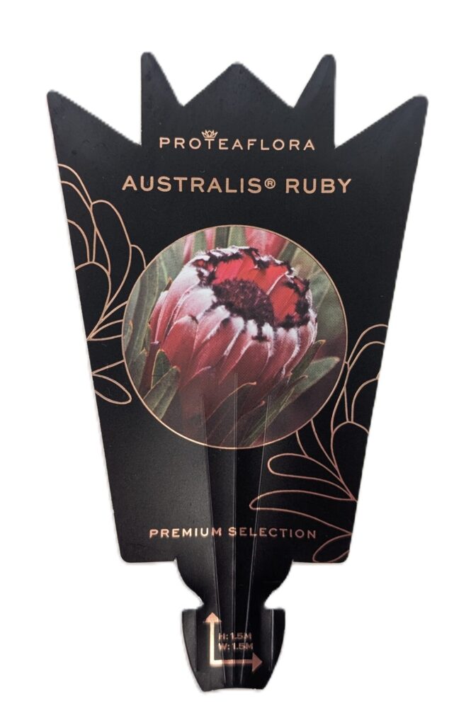 Protea - Ruby - Guildford Garden Centre