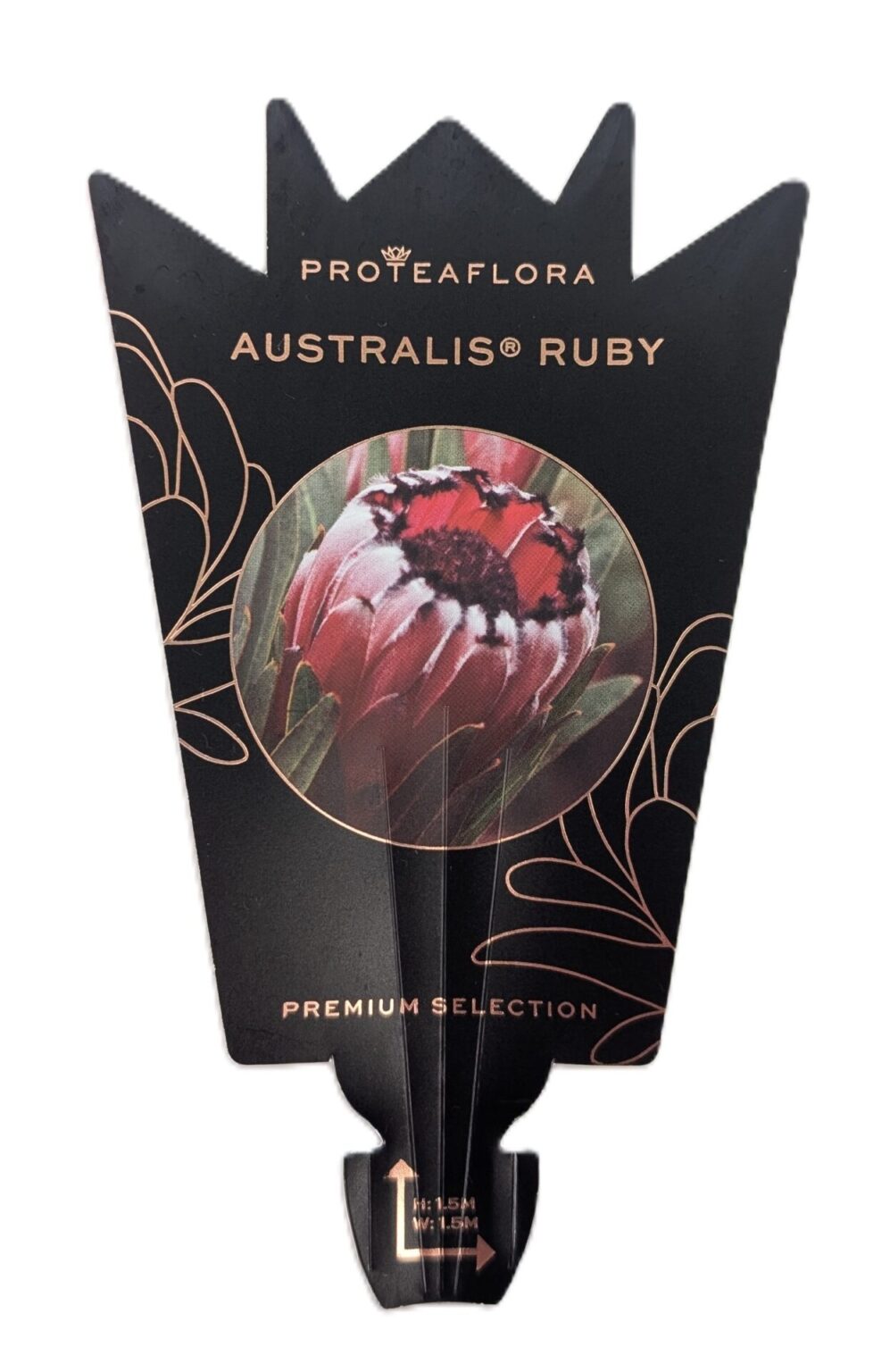 Protea - Ruby - Guildford Garden Centre