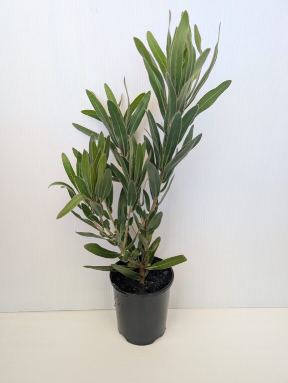 Protea - Ruby - Guildford Garden Centre