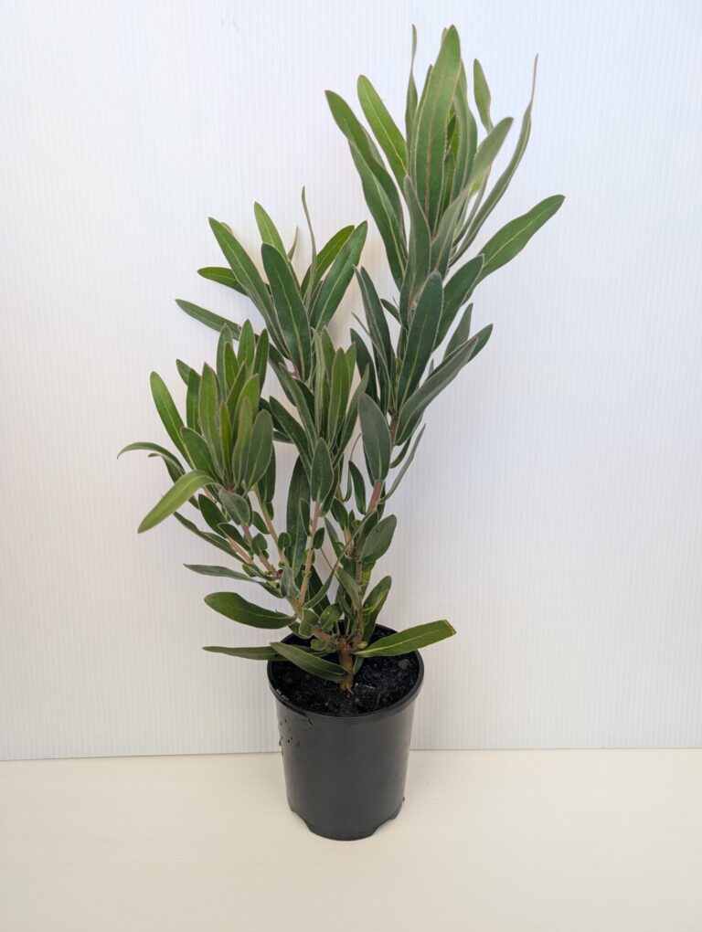 Protea - Ruby - Guildford Garden Centre