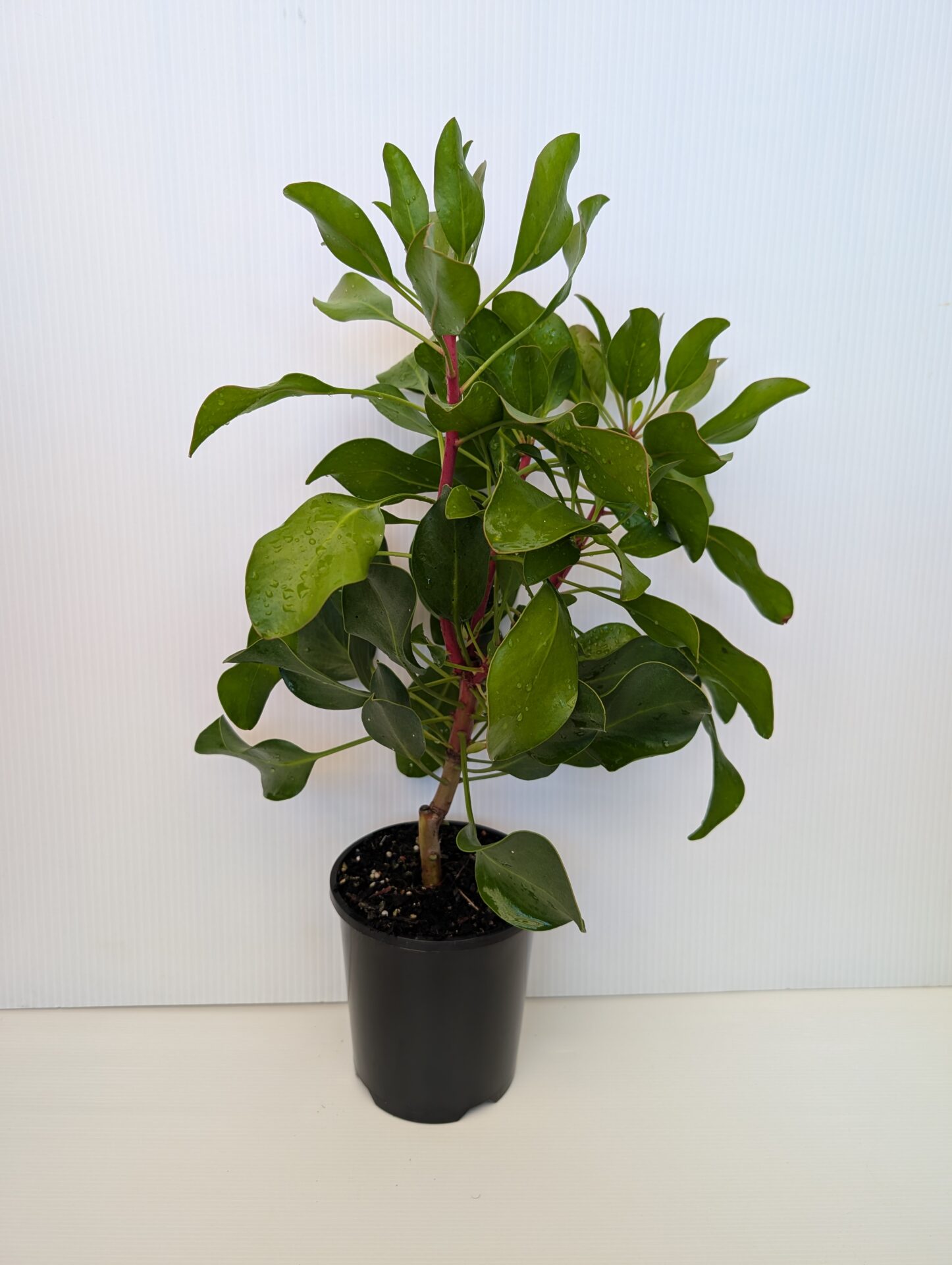 Protea - Spring King Red - Guildford Garden Centre