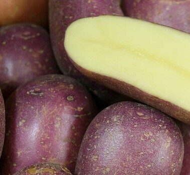 Seed Potato - Royal Blue - Guildford Garden Centre