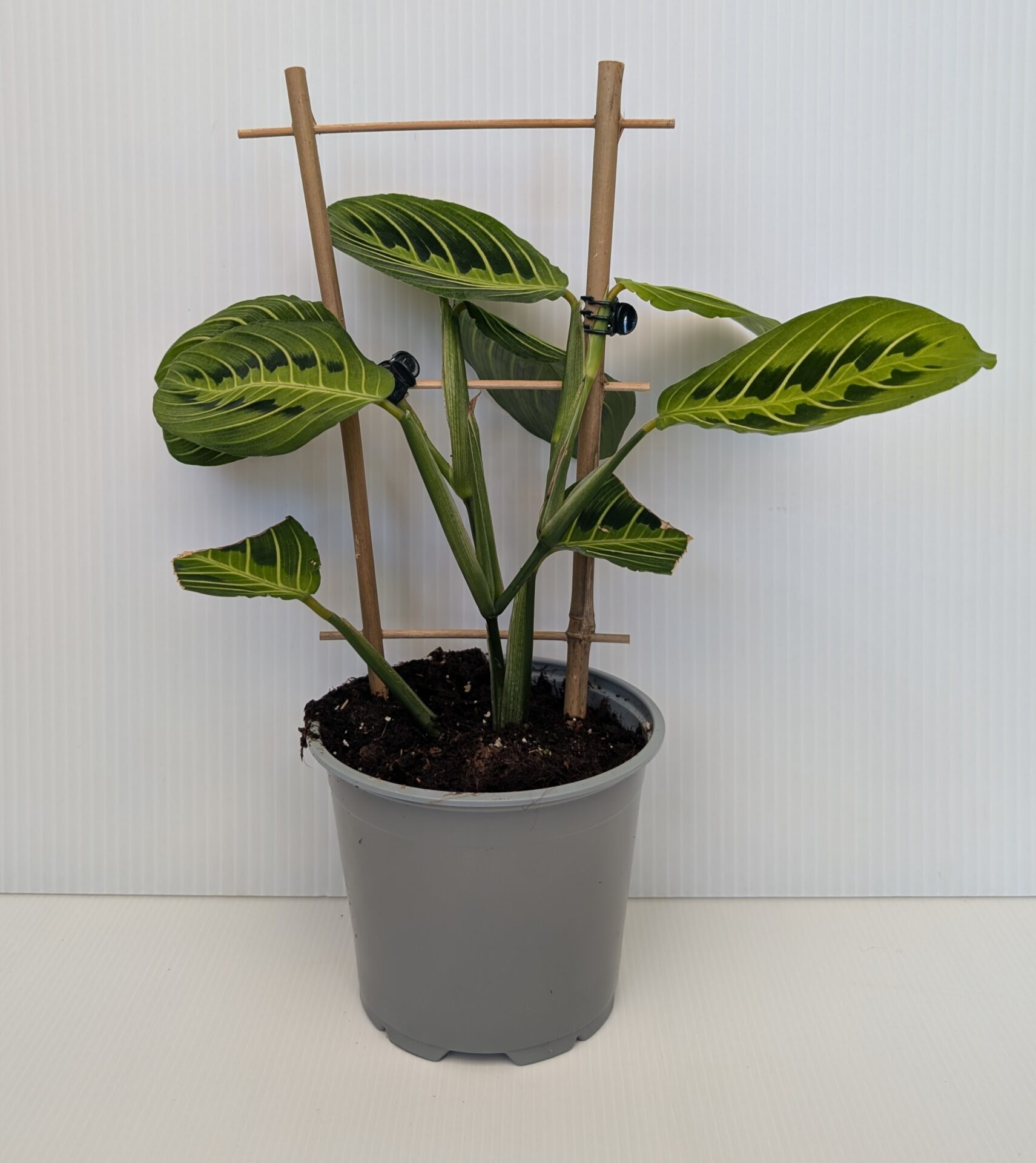 Maranta - Green Veined Prayer Plant - Guildford Garden Centre