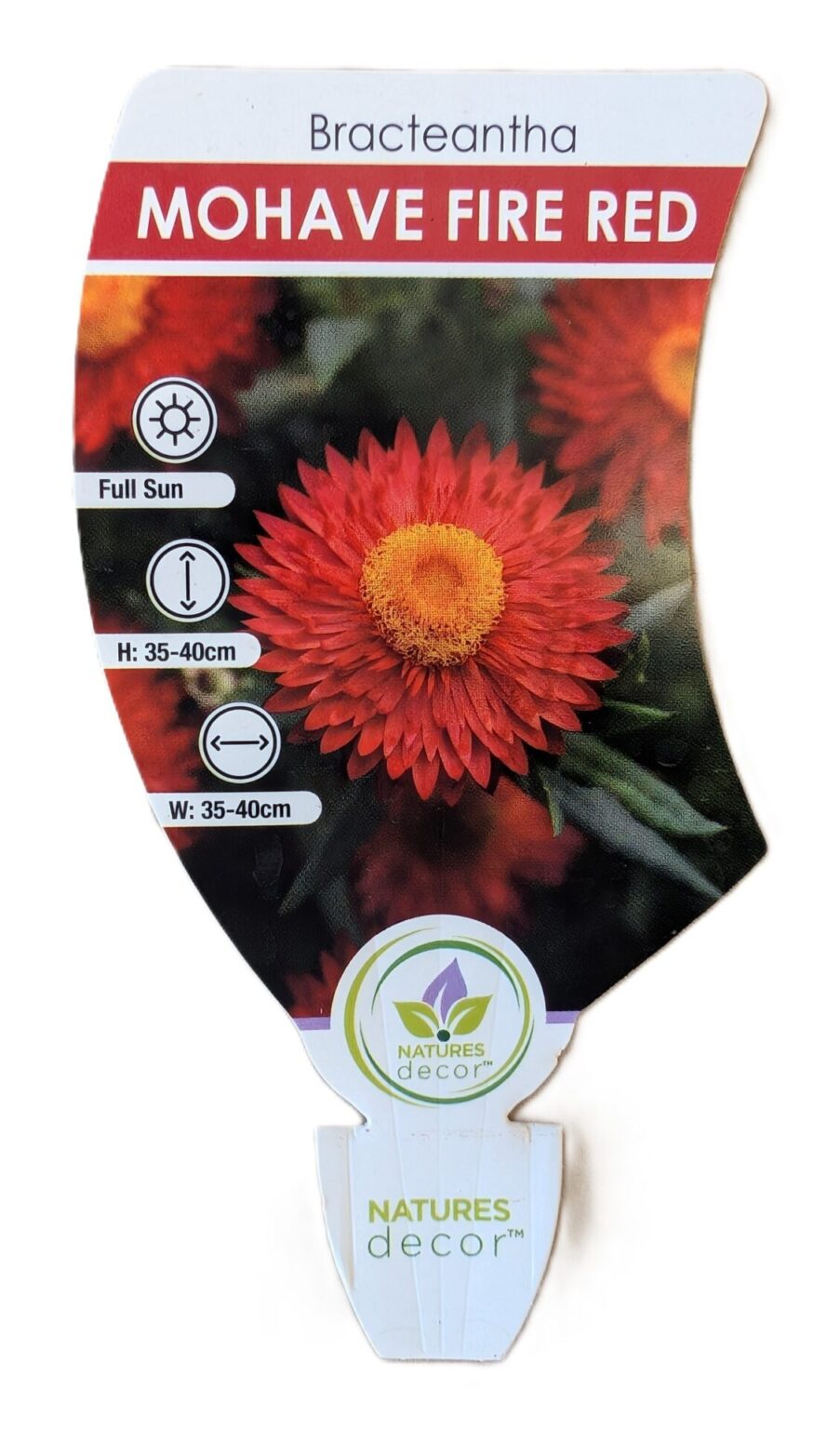 Paper Daisy - Mohave Fire Red - Guildford Garden Centre