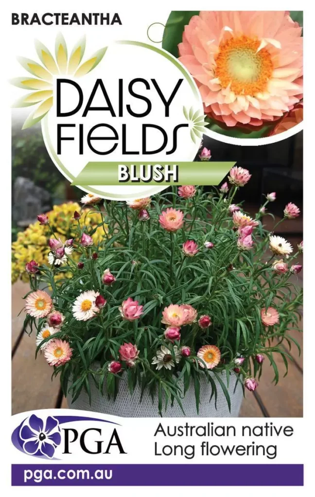 Paper Daisy - Daisy Fields Blush - Guildford Garden Centre