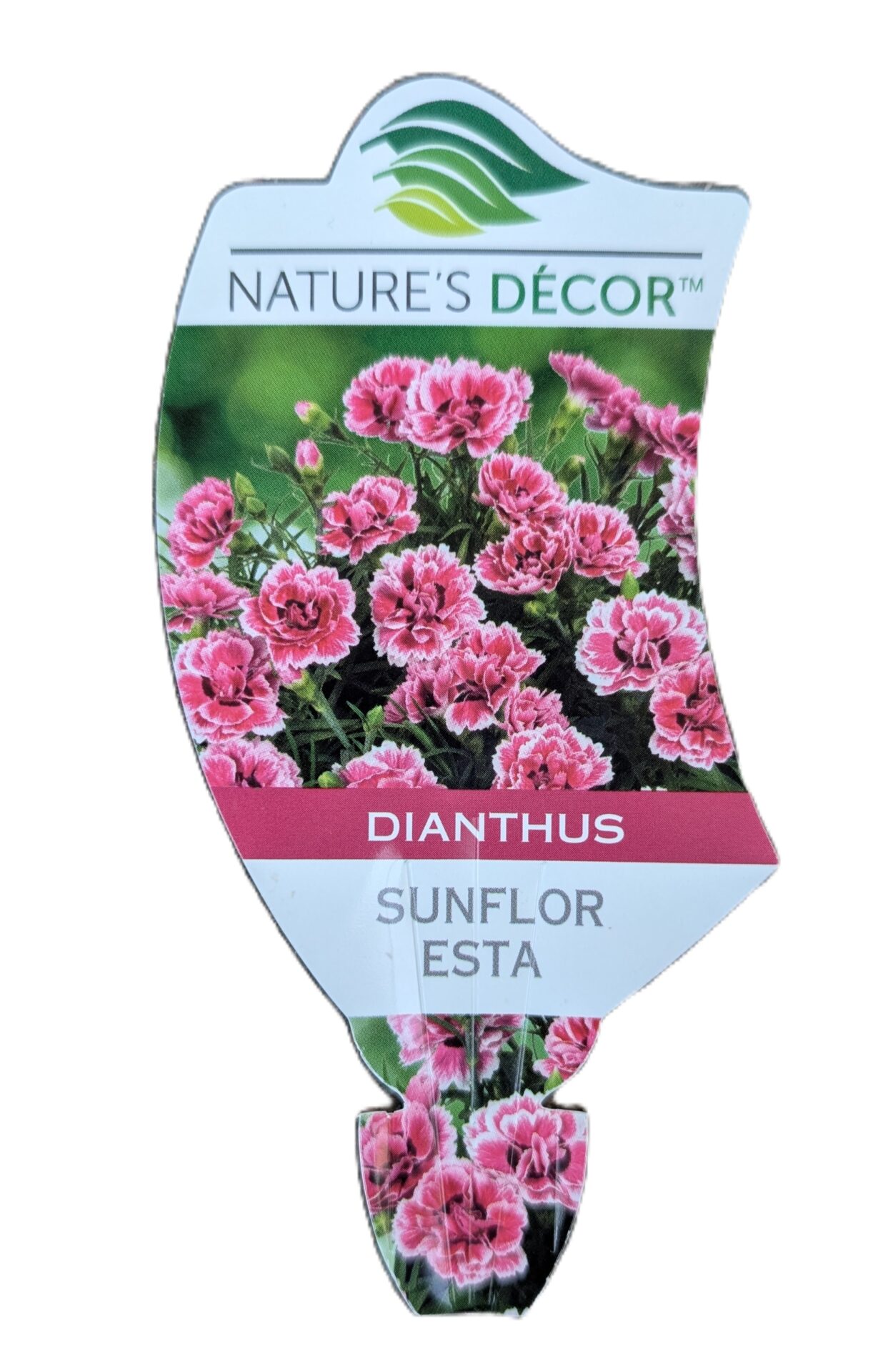 Dianthus - Sunflor Esta - Guildford Garden Centre