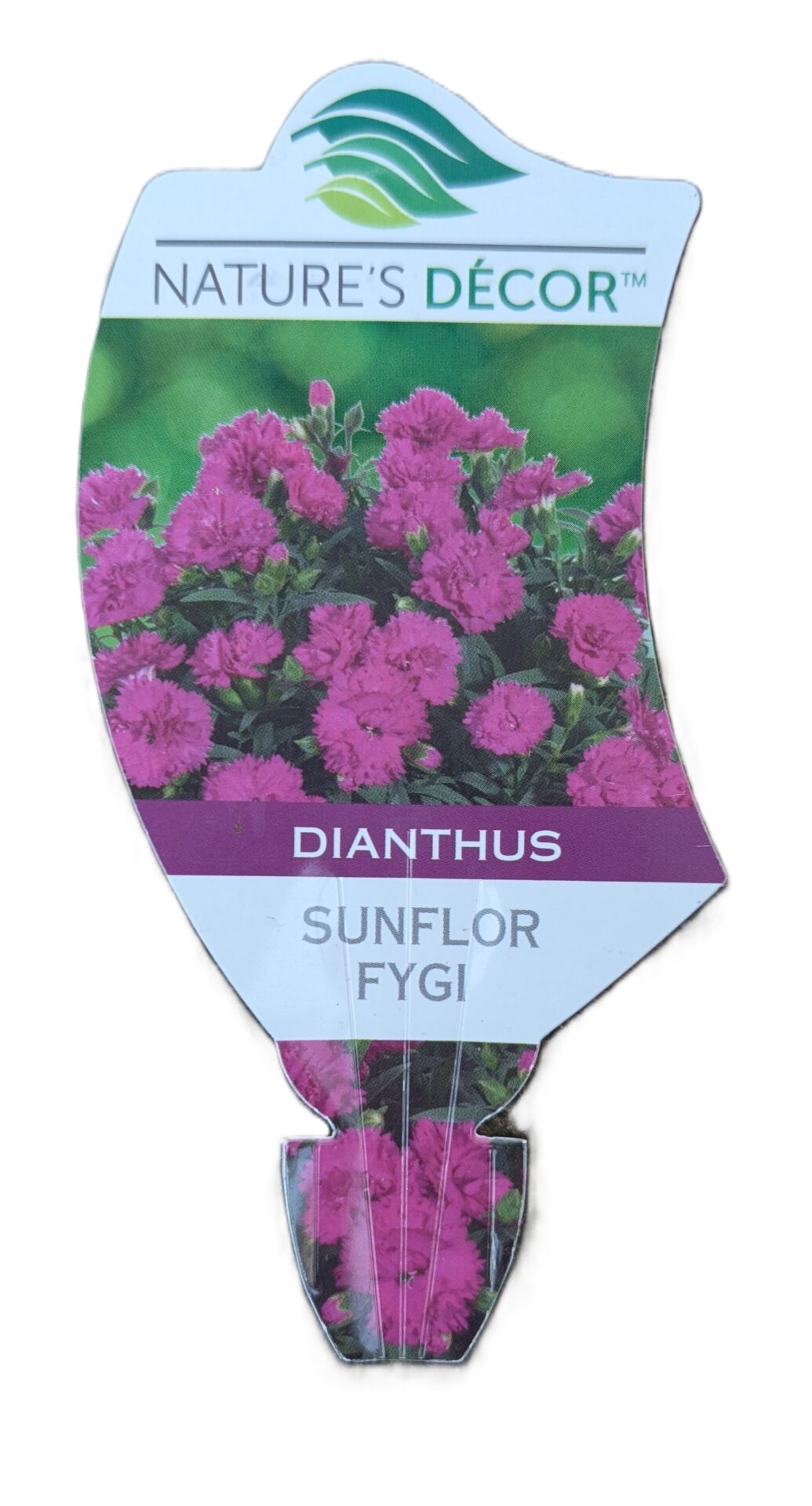 Dianthus - Sunflor Fygi - Guildford Garden Centre