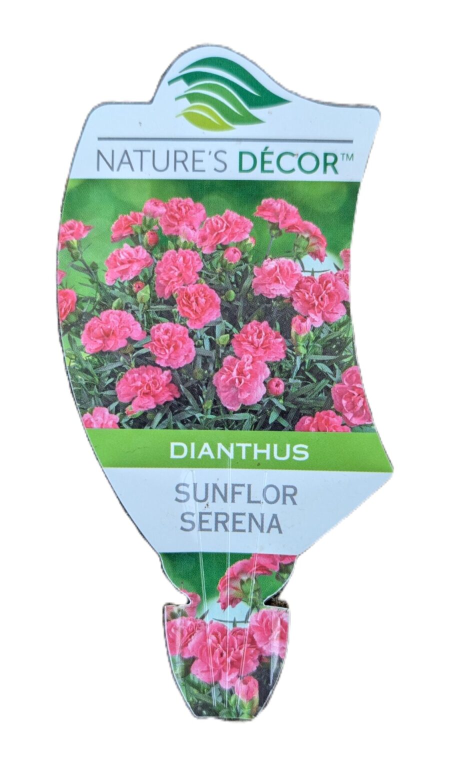 Dianthus - Sunflor Serena - Guildford Garden Centre