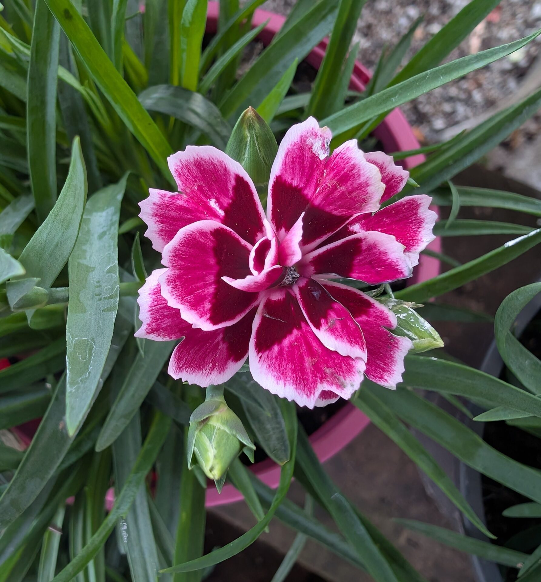 Dianthus - Sunflor Esta - Guildford Garden Centre