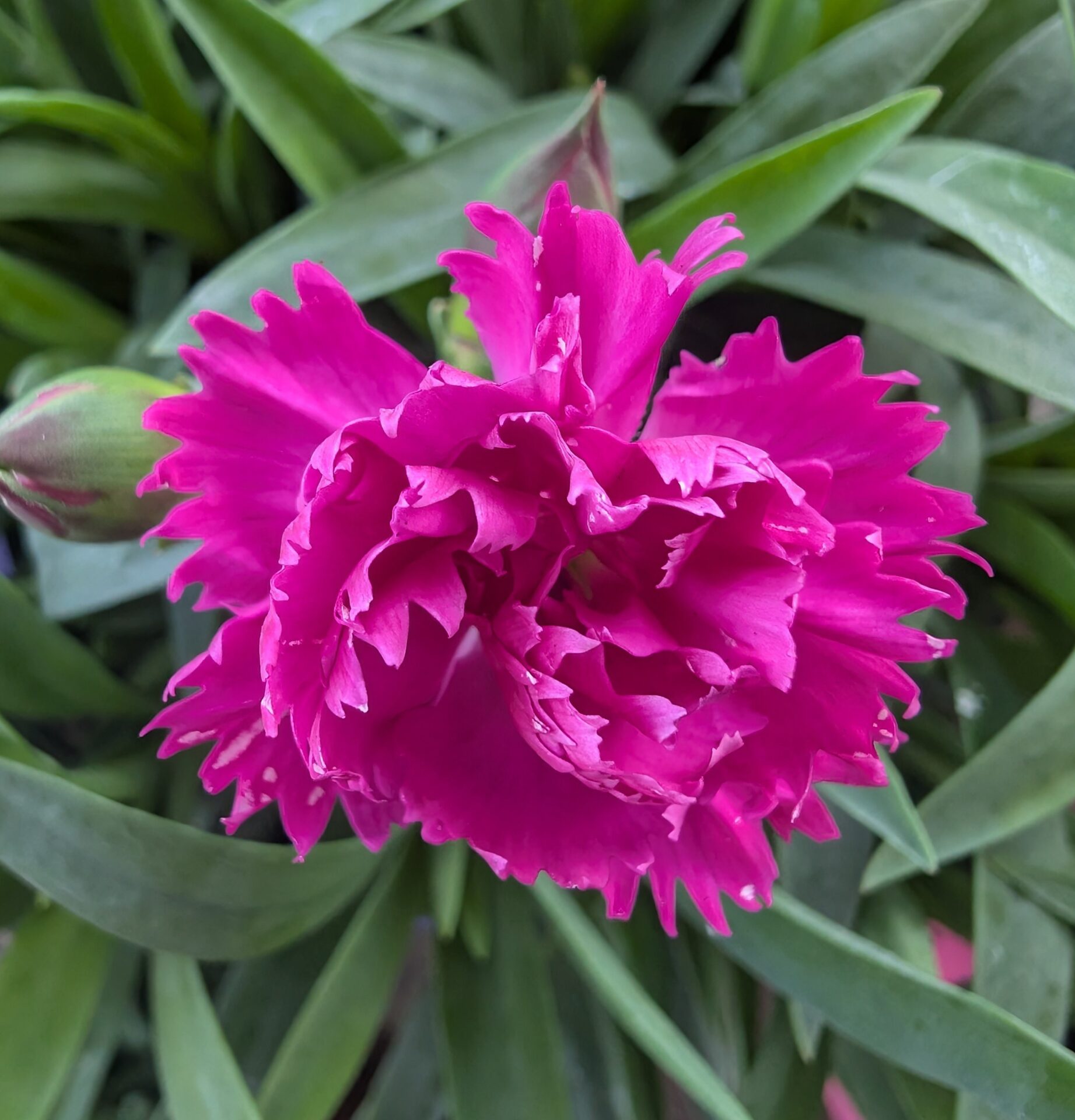 Dianthus - Sunflor Fygi - Guildford Garden Centre