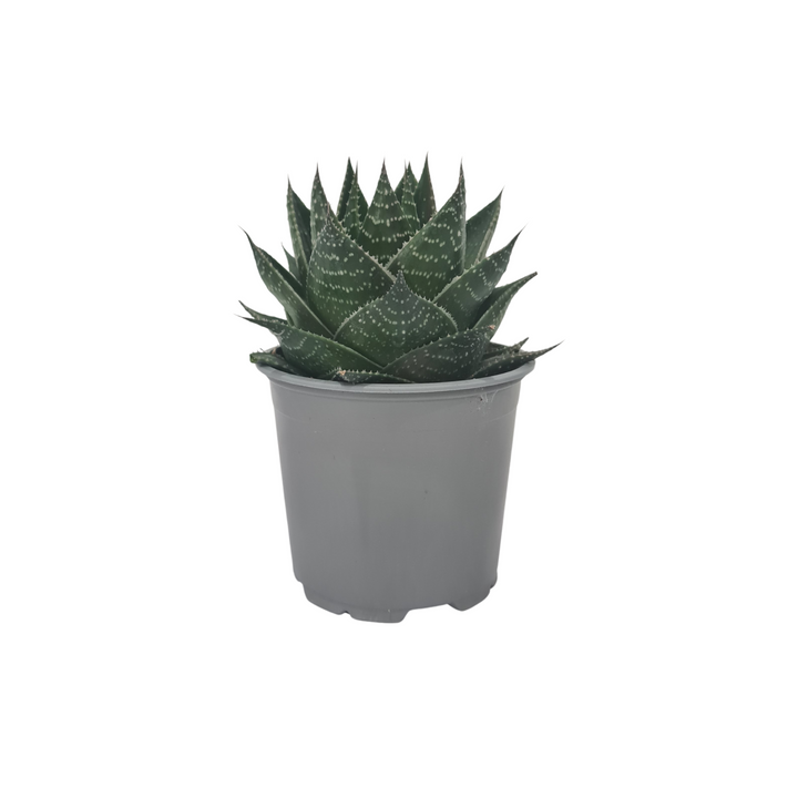 Aloe - Cosmo - Guildford Garden Centre