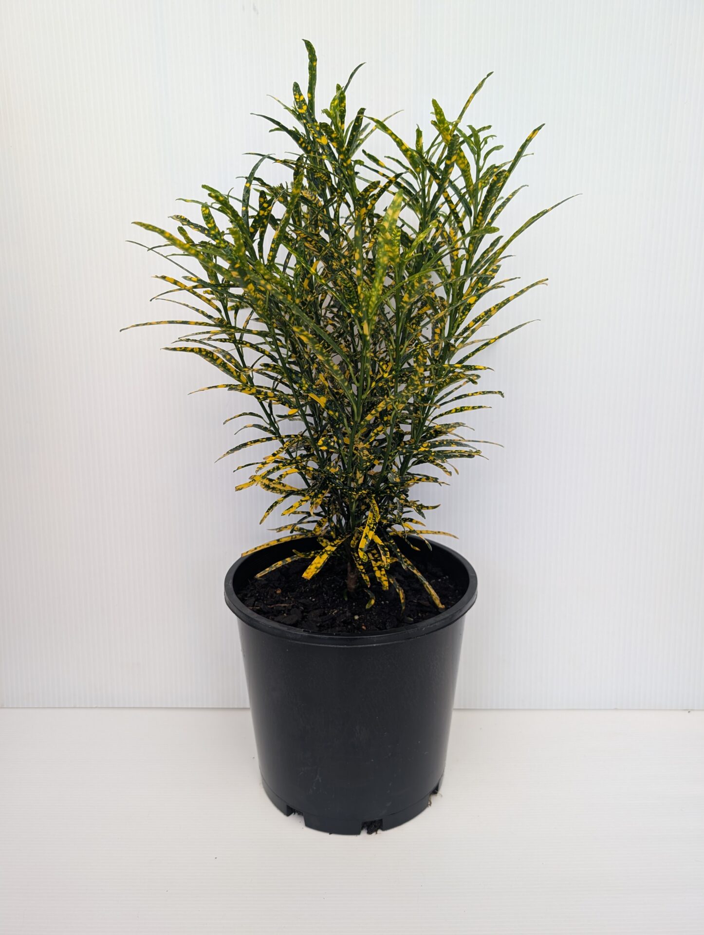 Croton - Gold Dust - Guildford Garden Centre