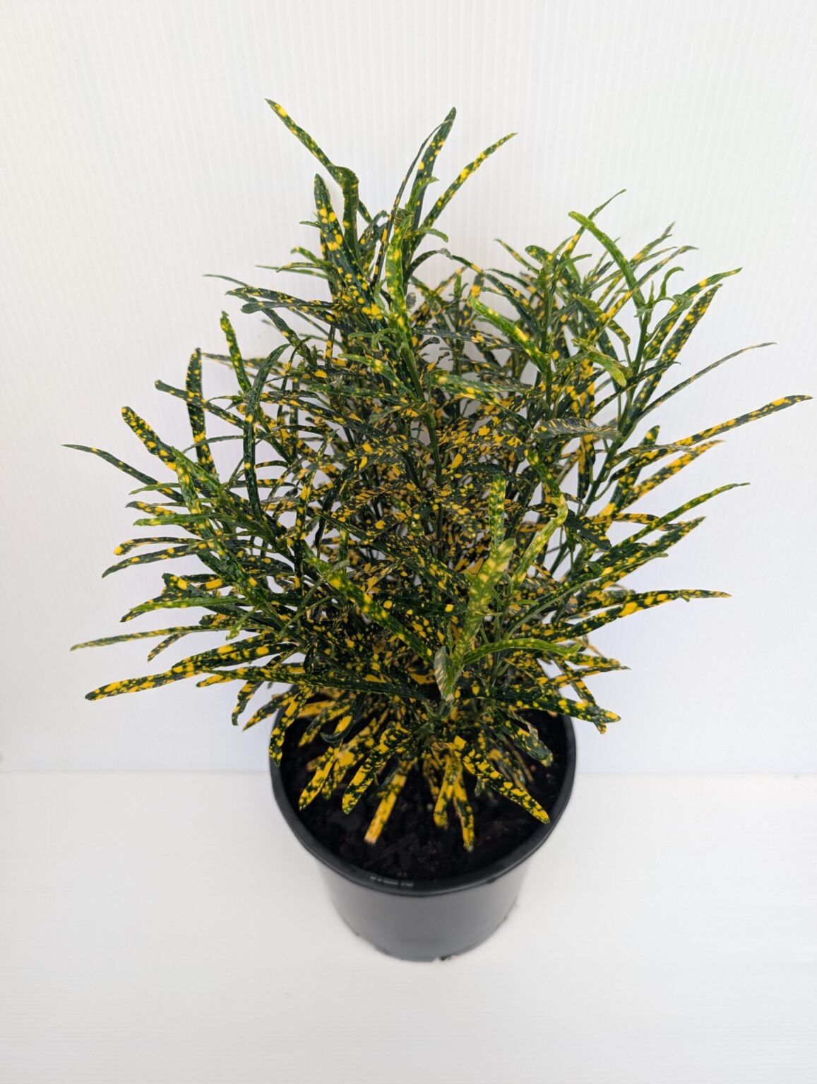 Croton - Gold Dust - Guildford Garden Centre