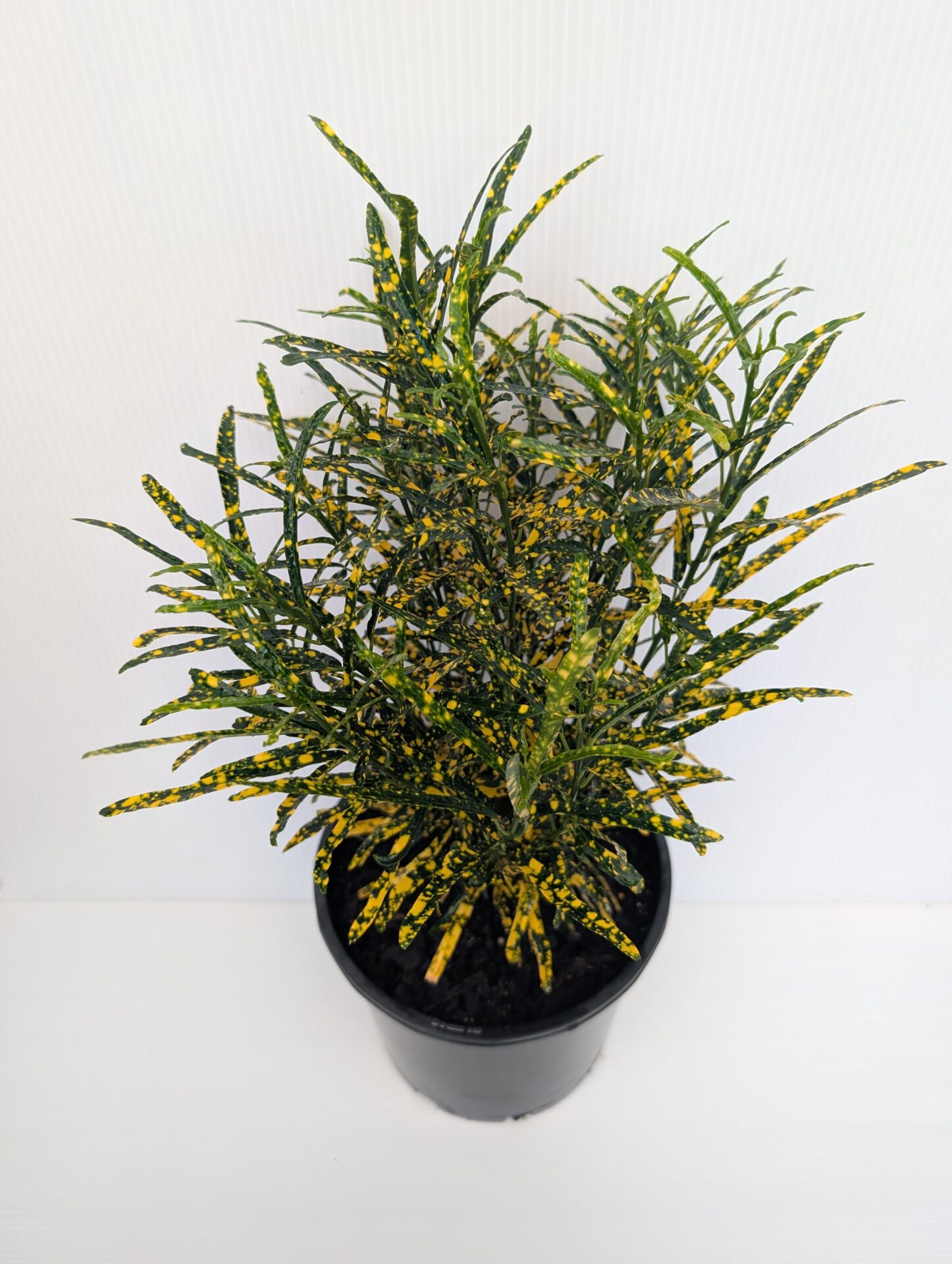 Croton - Gold Dust - Guildford Garden Centre