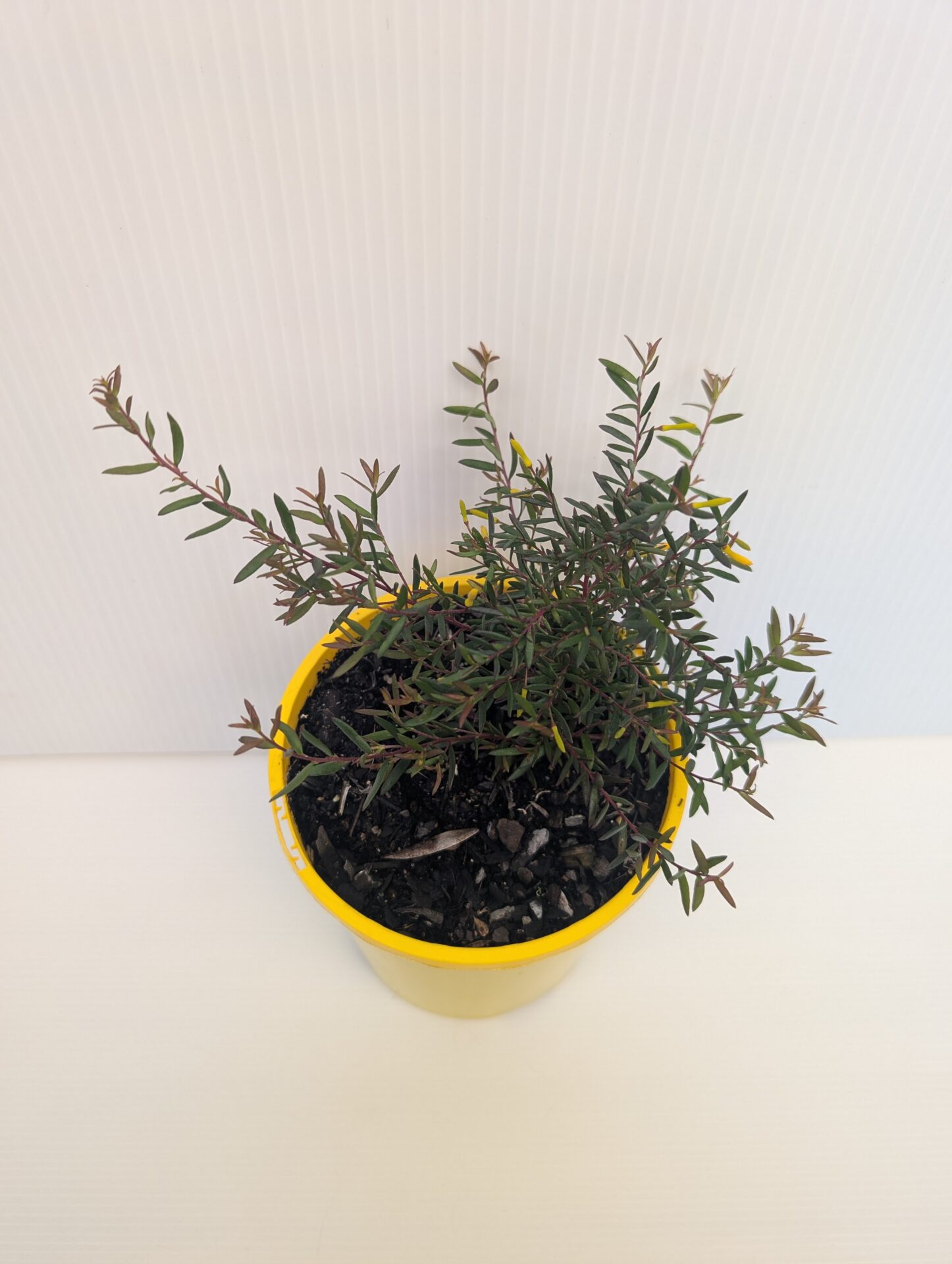 Persoonia - Golden Lantern - Guildford Garden Centre