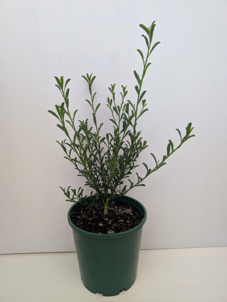 Philotheca - Profusion - Guildford Garden Centre