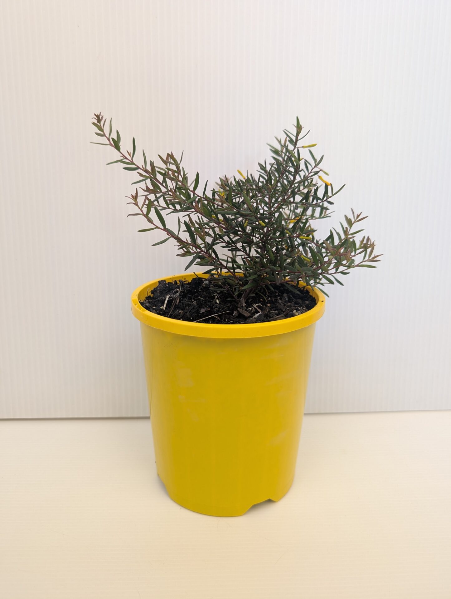 Persoonia - Golden Lantern - Guildford Garden Centre