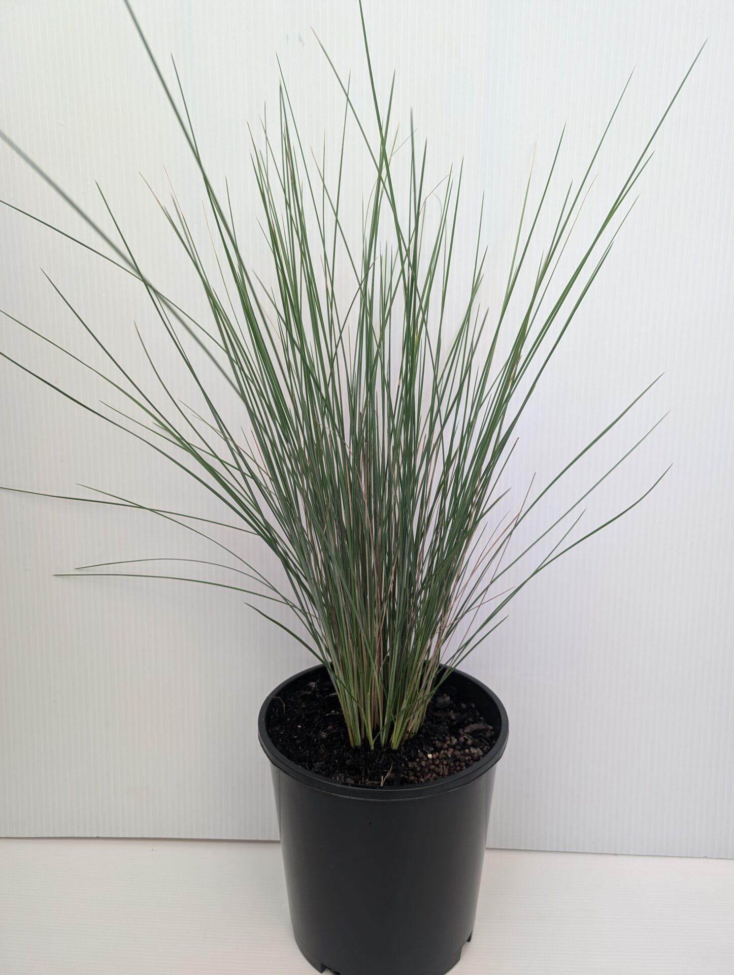 Blue Tussock Grass - Eskdale Blue - Guildford Garden Centre
