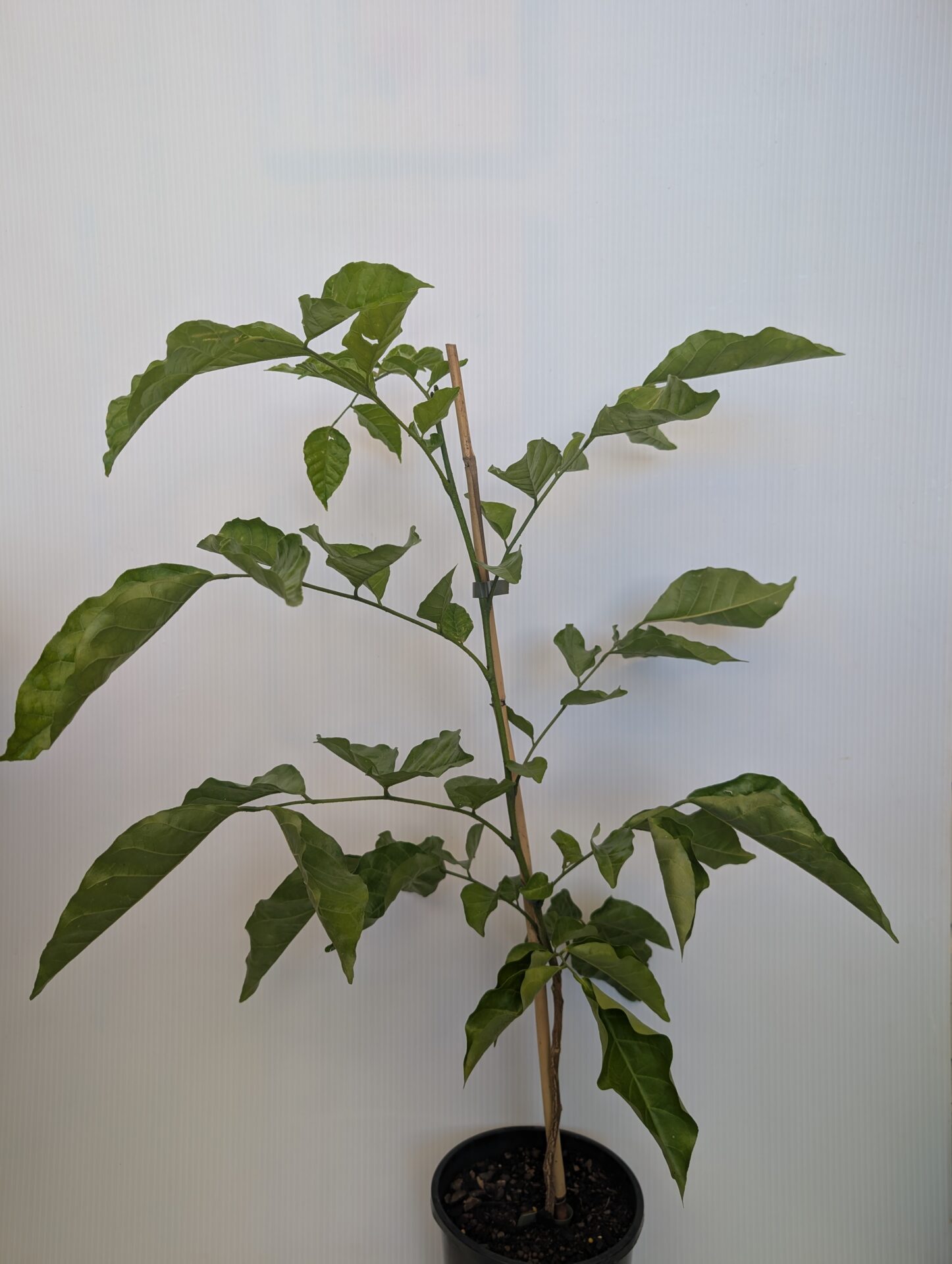 Clausena lansium - Wampi - Guildford Garden Centre
