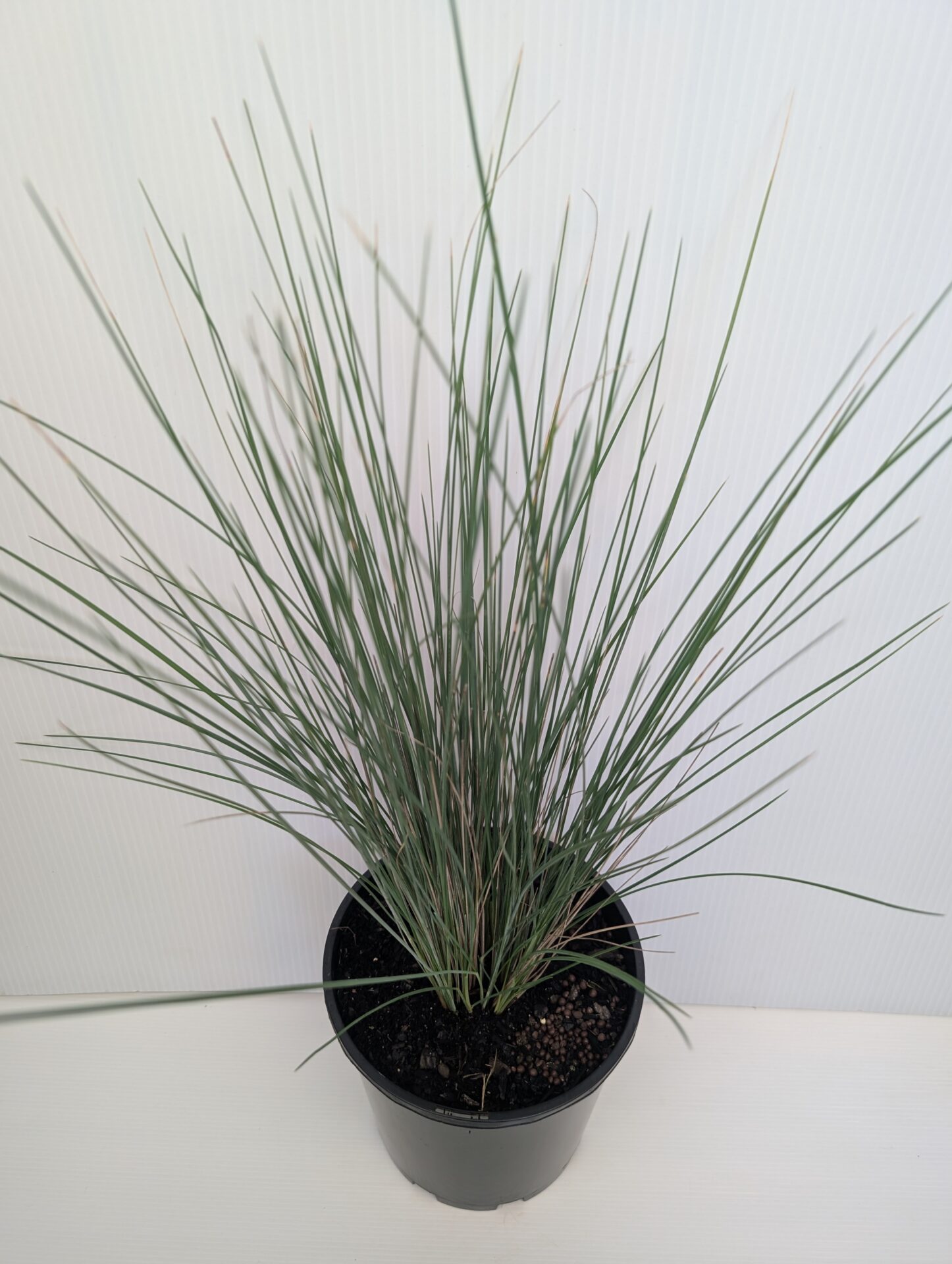 Blue Tussock Grass - Eskdale Blue - Guildford Garden Centre