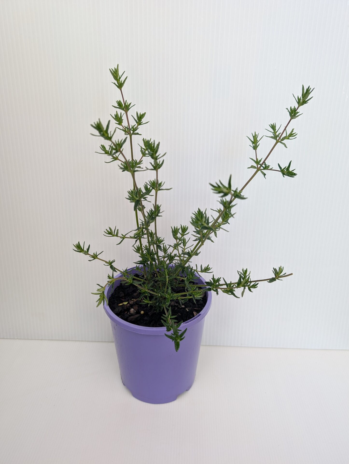 Mint Bush - Crocodile - Guildford Garden Centre