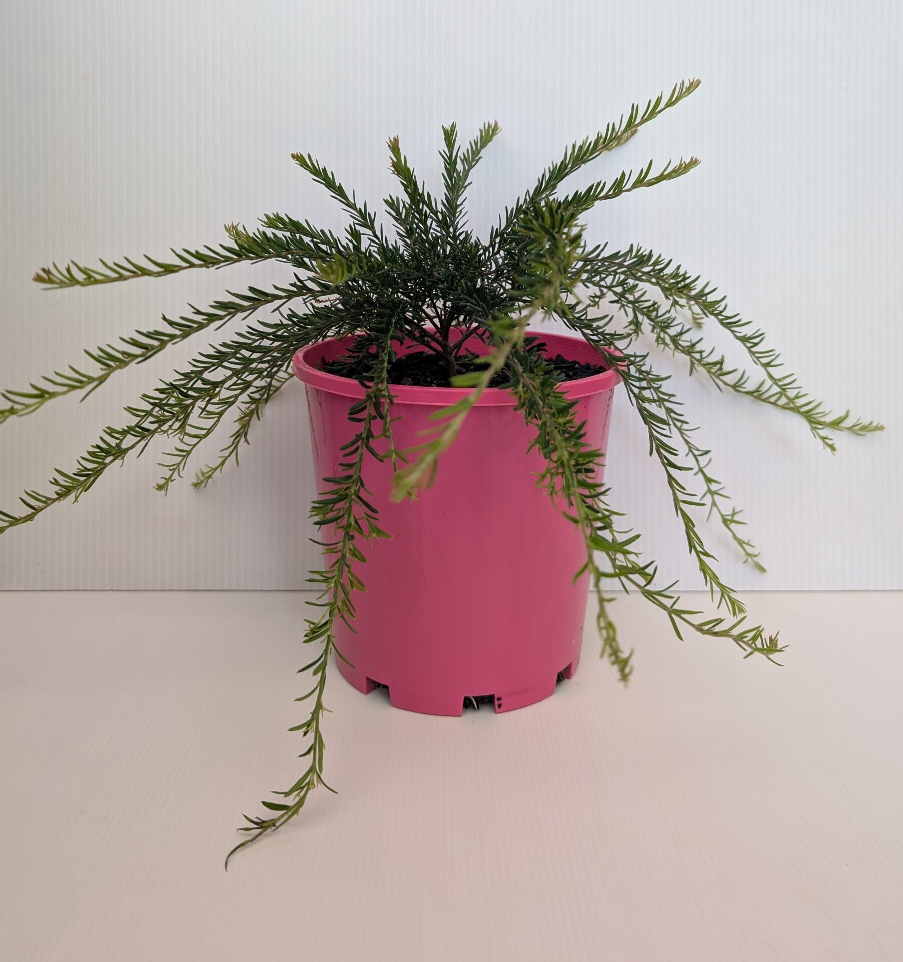 Grevillea - Emma Charlotte - Guildford Garden Centre