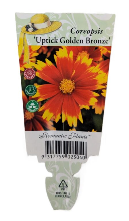 Coreopsis - Uptick Golden Bronze - Romantic Plants - Guildford Garden ...