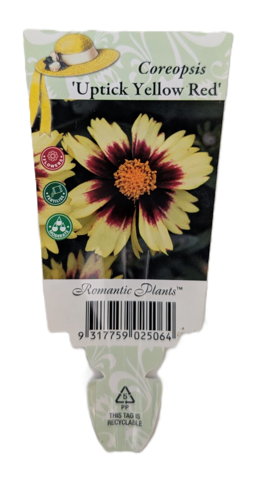 Coreopsis - Uptick Yellow Red - Romantic Plants - Guildford Garden Centre