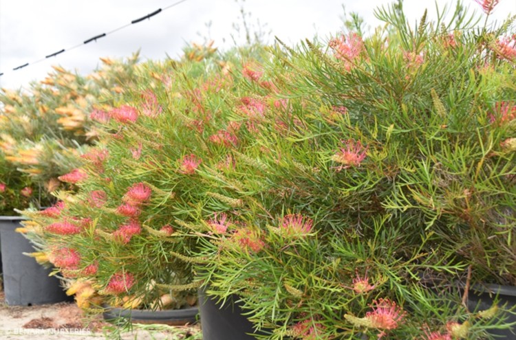 Grevillea - Raspberry Dream - Guildford Garden Centre