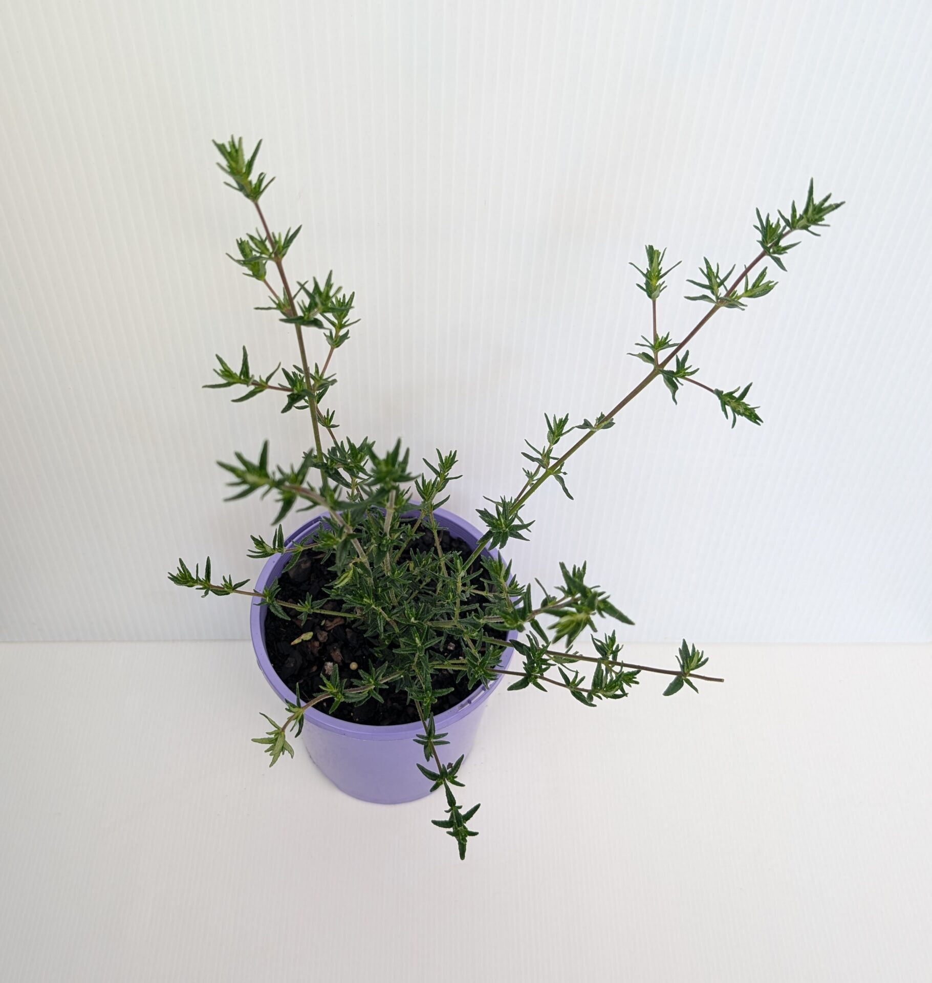 Mint Bush - Crocodile - Guildford Garden Centre