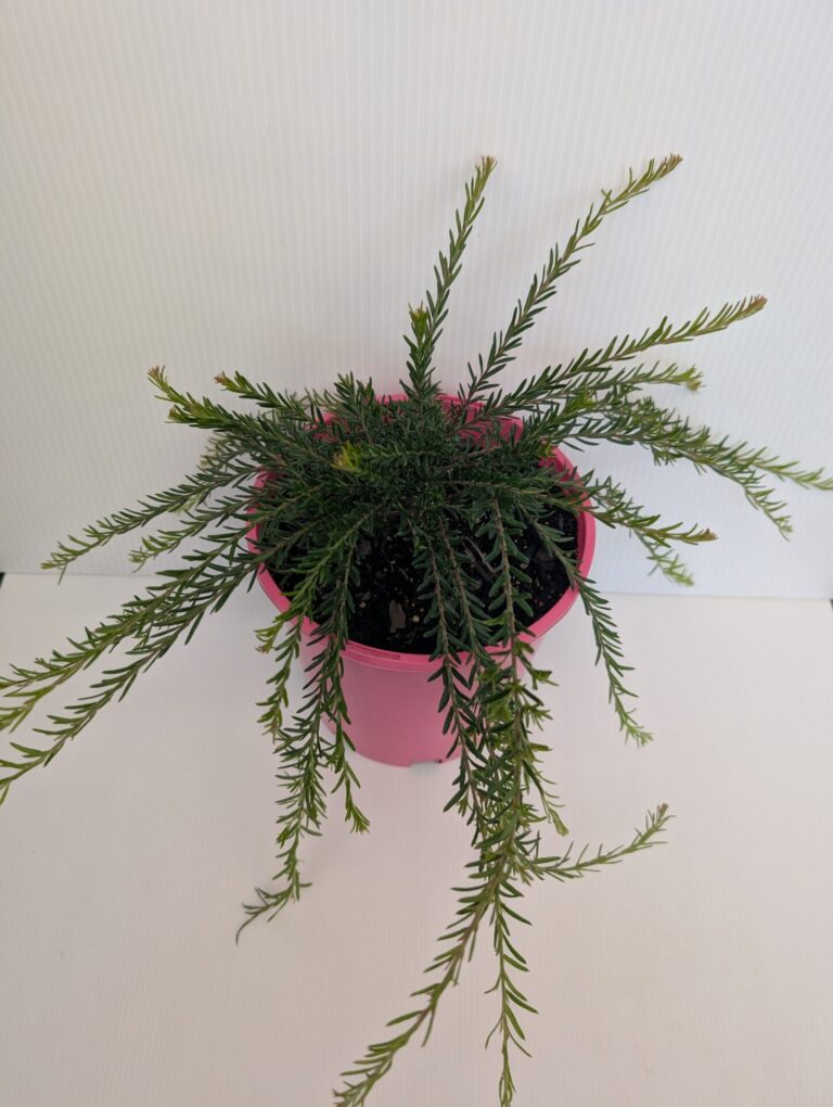 Grevillea - Emma Charlotte - Guildford Garden Centre
