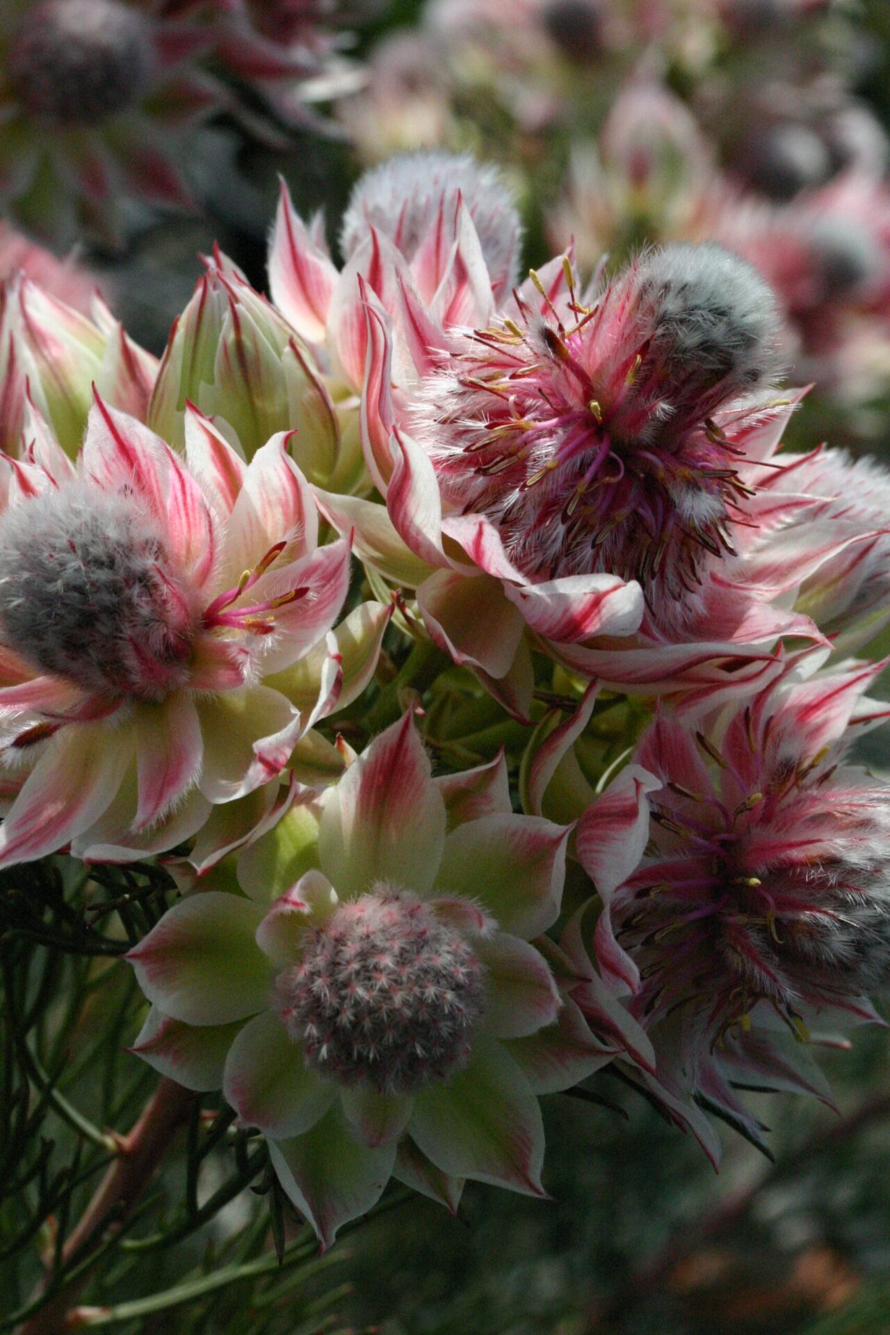 Serruria - Pretty N Pink - Guildford Garden Centre