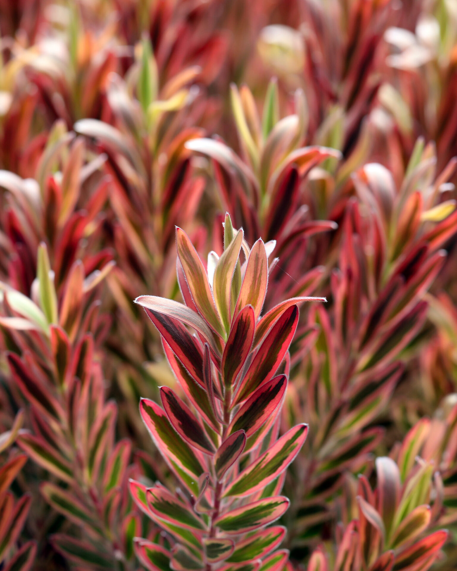 Leucadendron - Jester - Guildford Garden Centre