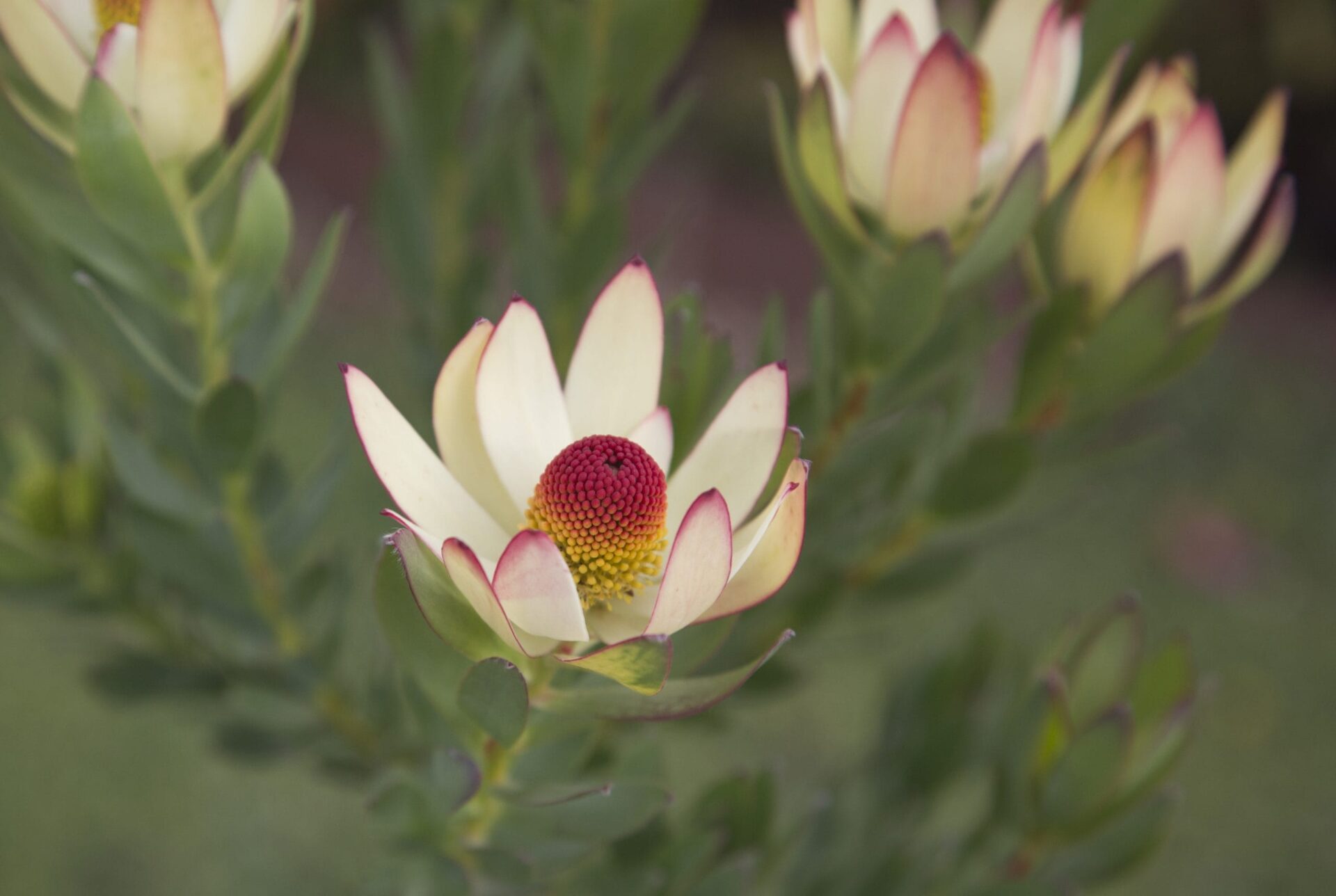 Leucadendron - Summer Flame - Guildford Garden Centre