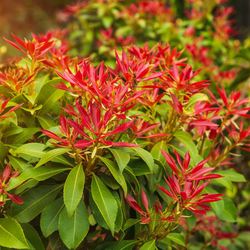 Pieris - Forest Flame - Guildford Garden Centre