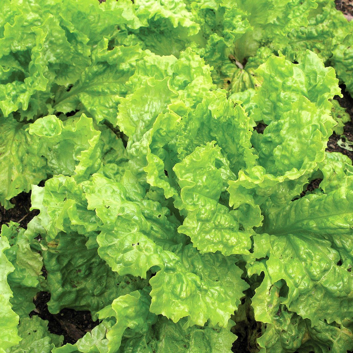 Lettuce - Australian Yellow Leaf - Diggers Seeds - Guildford Garden Centre