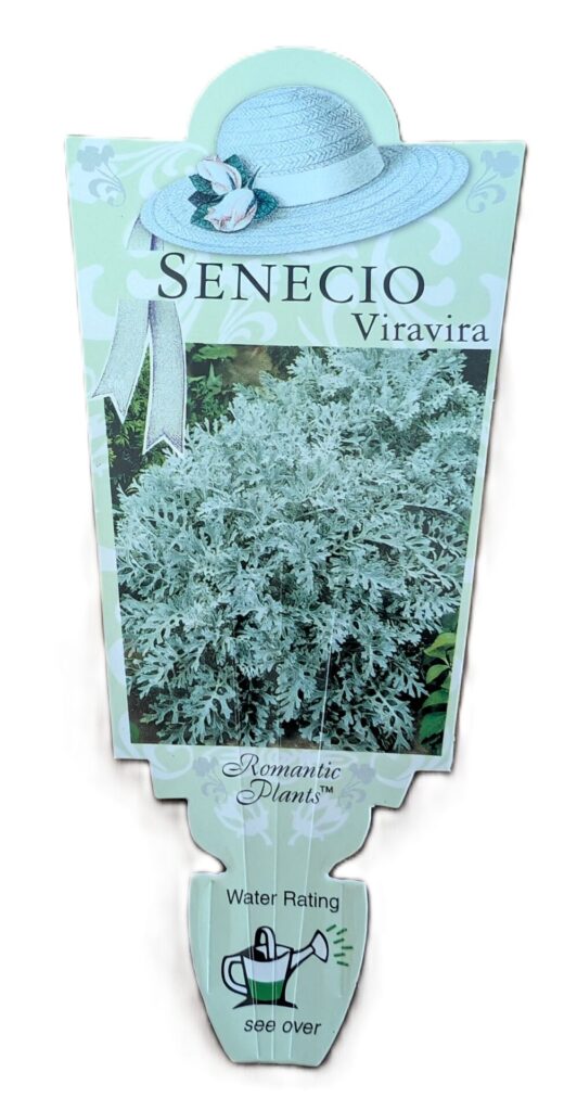 Senecio - Viravira - Guildford Garden Centre