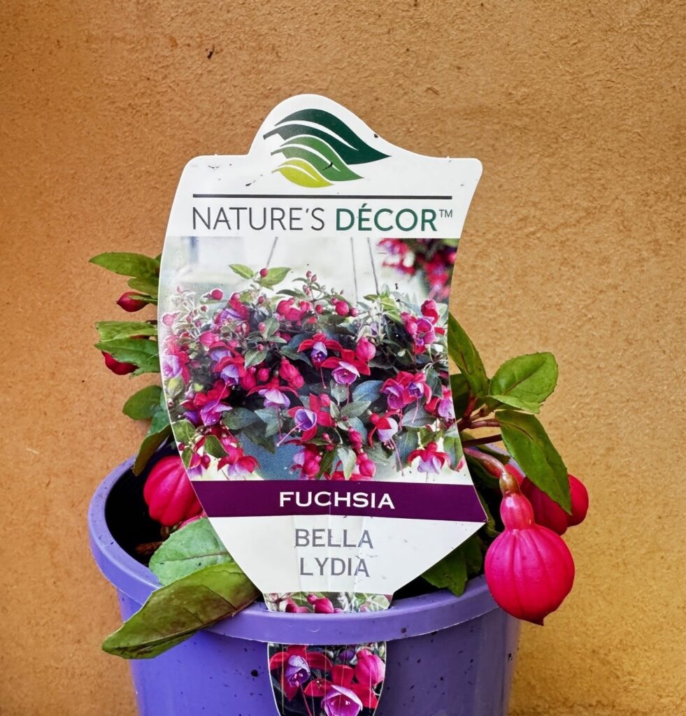 Fuchsia - Bella Lydia - Guildford Garden Centre
