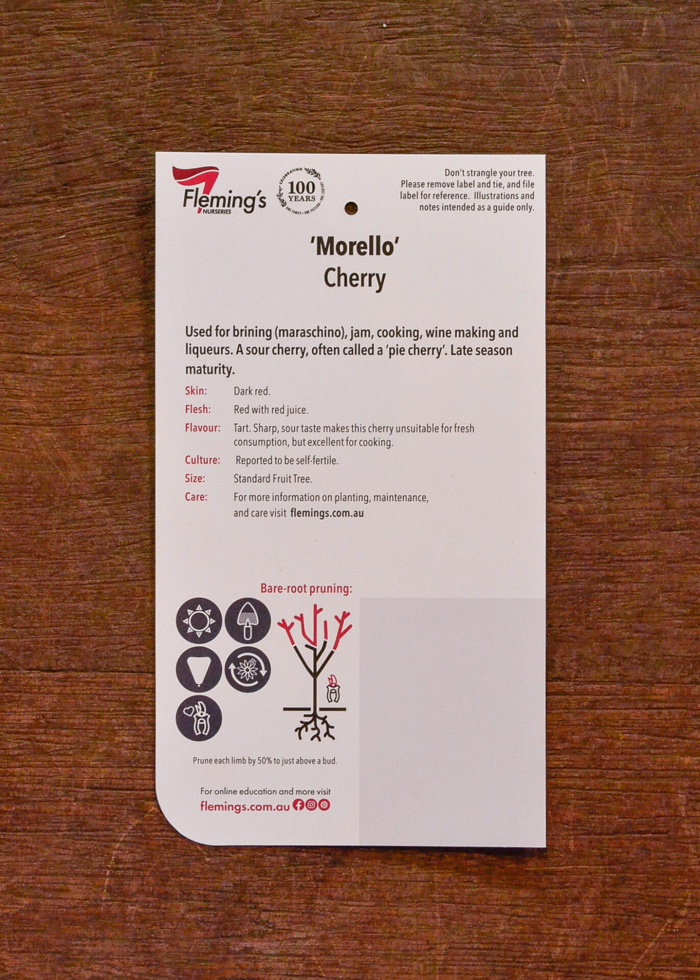 Cherry - Morello - Guildford Garden Centre