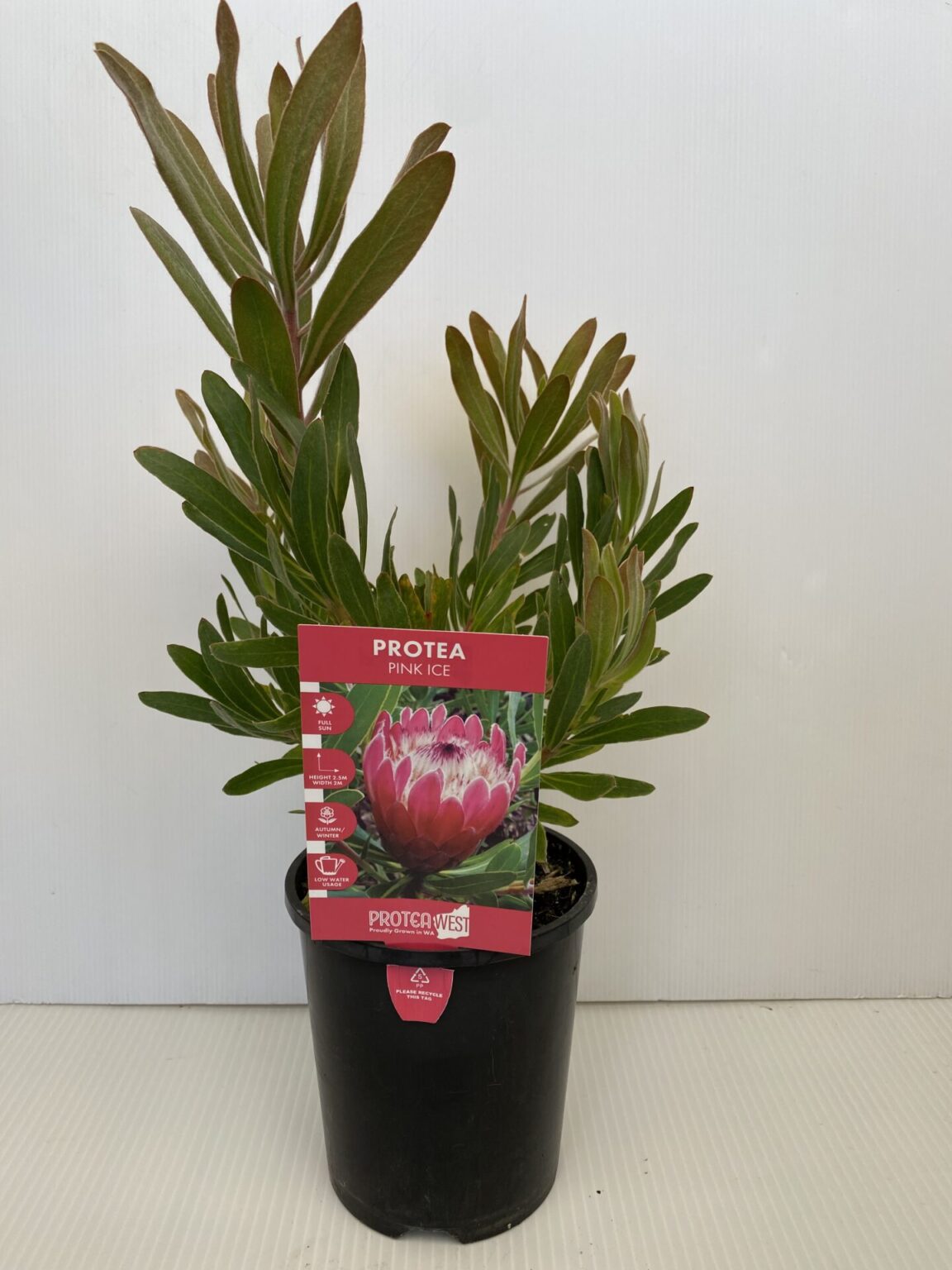 Protea - Pink Ice - Guildford Garden Centre