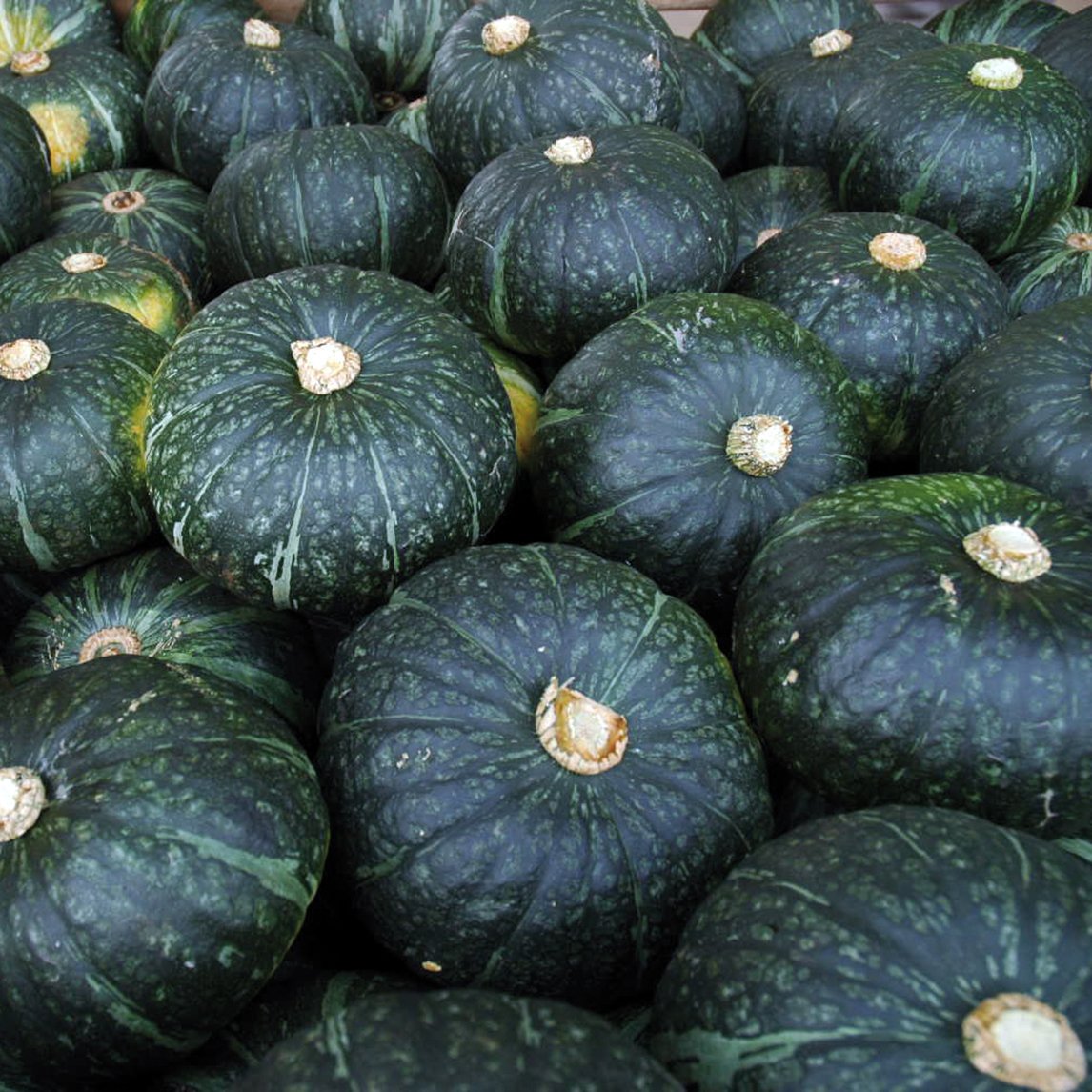 Pumpkin - Buttercup - Diggers Seeds - Guildford Garden Centre